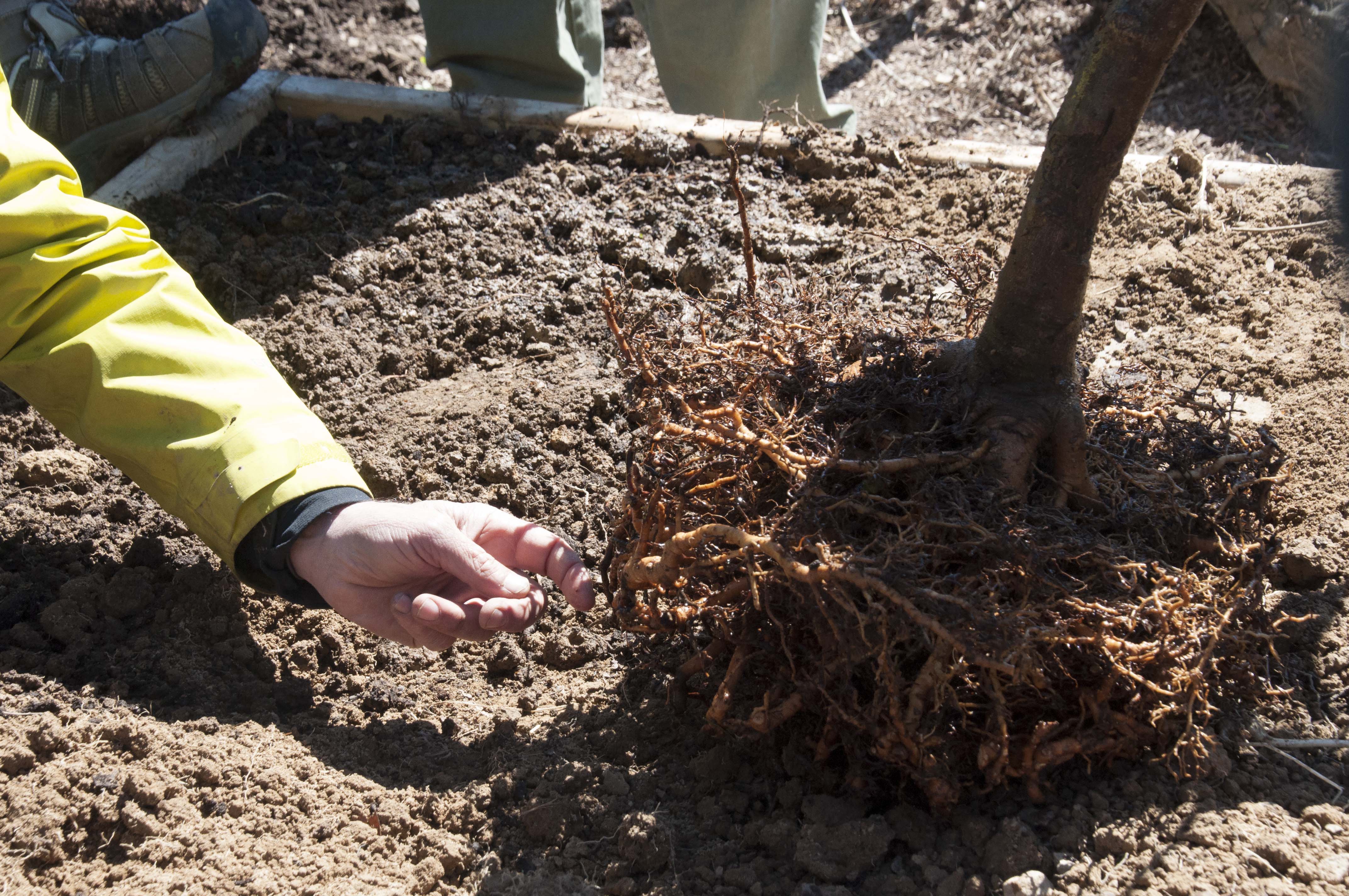 Preparing trees to go from green pastures to the concrete jungle - The ...