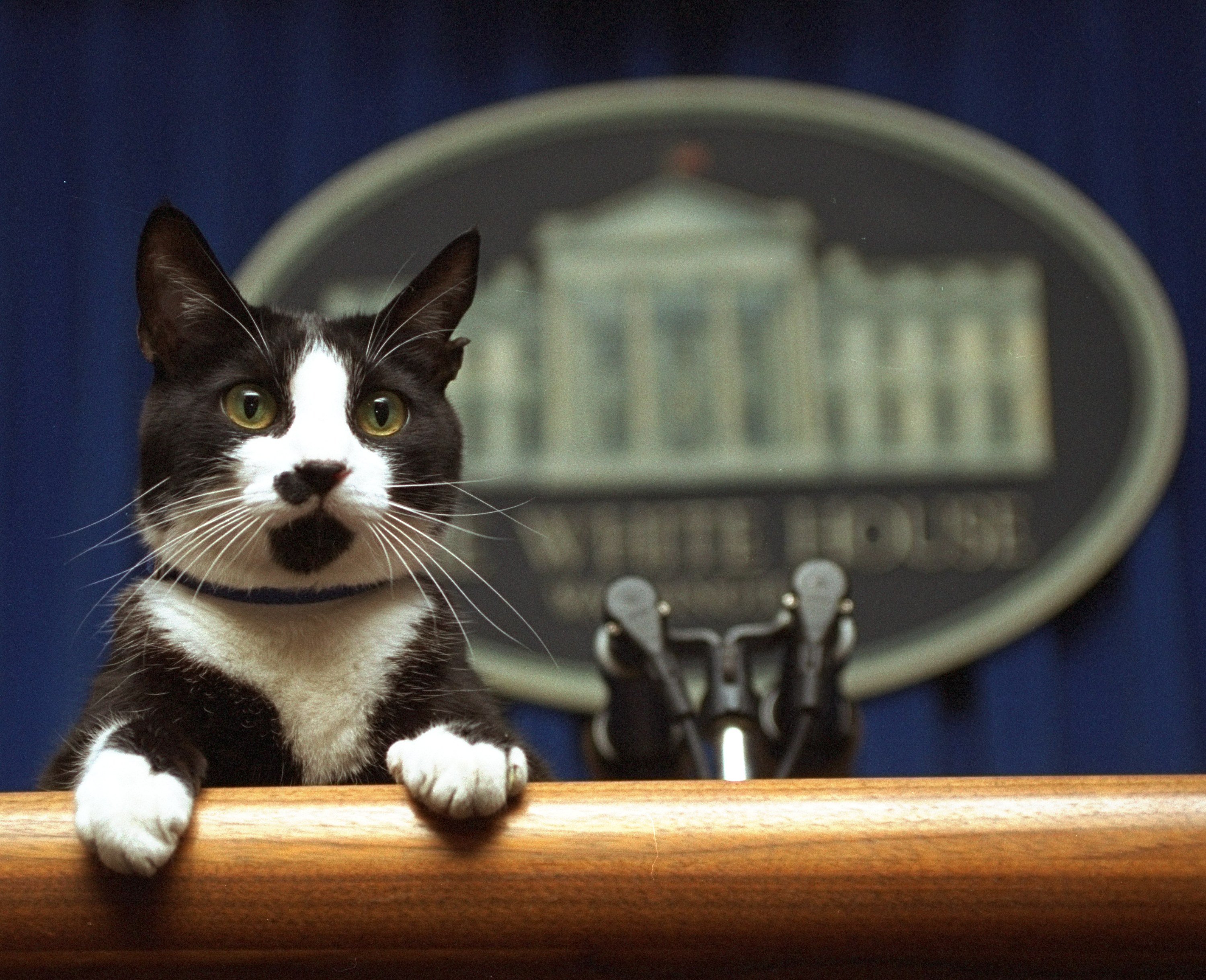 White House cats: Answers to all your questions about presidential pets ...