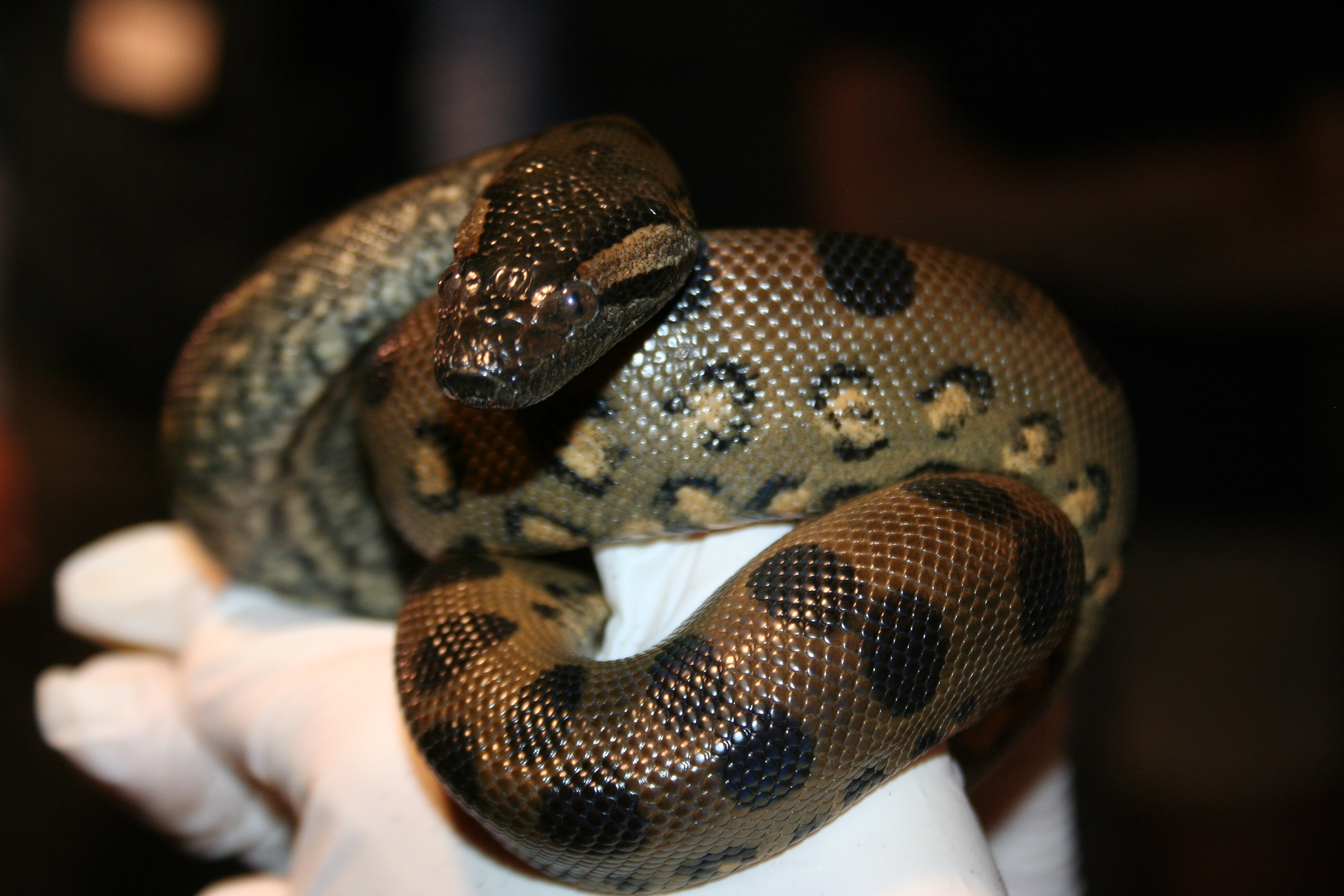 Anaconda Snake Vs Anaconda Gallery