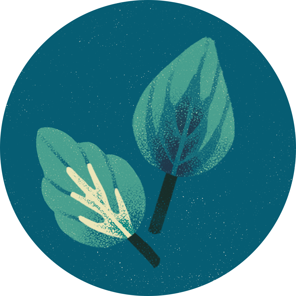 How to grow snowdrops, dwarf iris, crocus, muscari and camassia - The ...