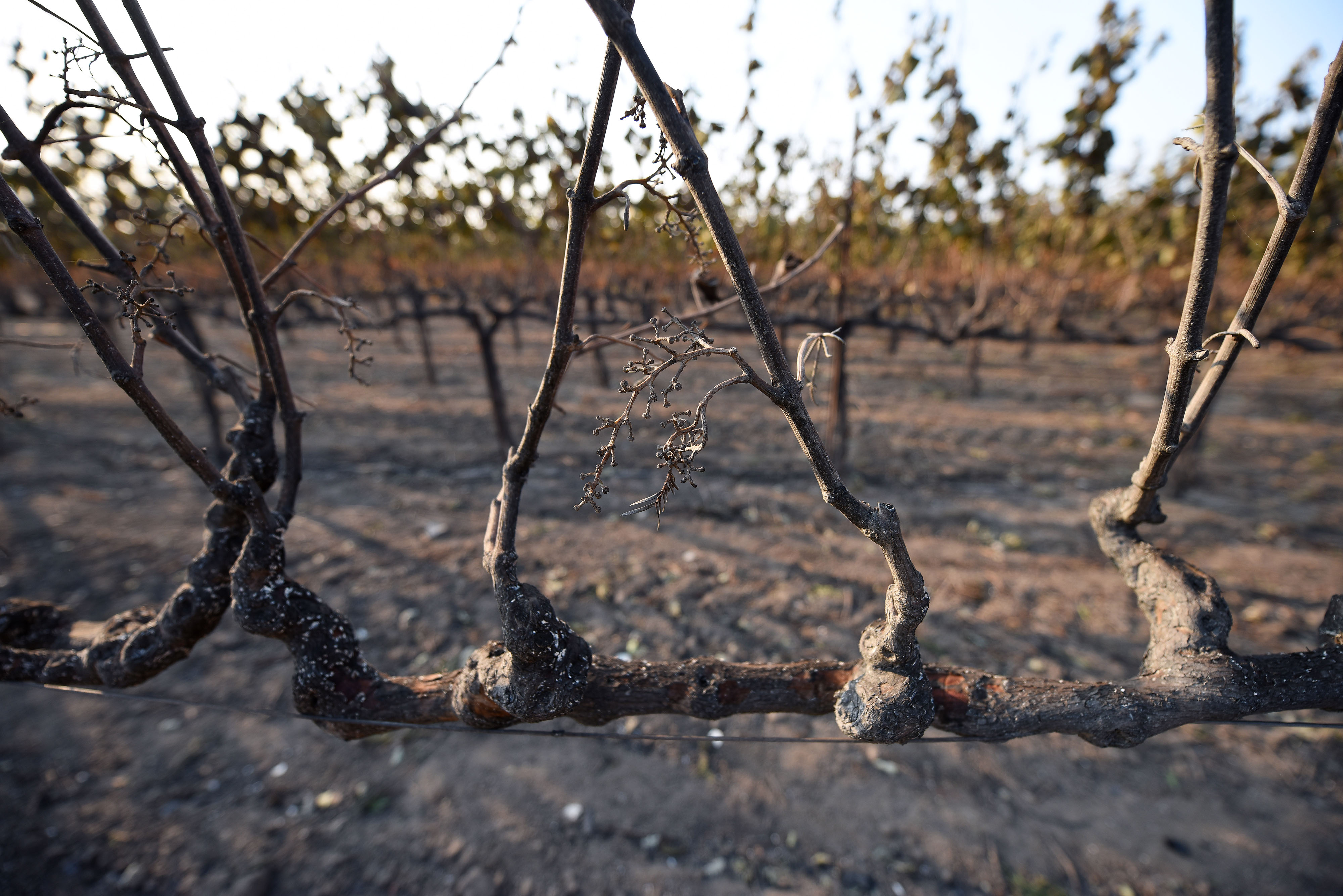 As California wine country burns, it’s the people, not the vines, that ...