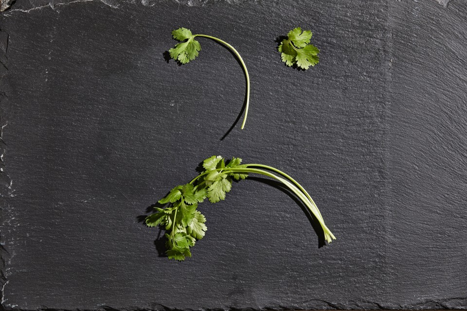 How to manage — or even conquer! — your cilantro hatred - The ...