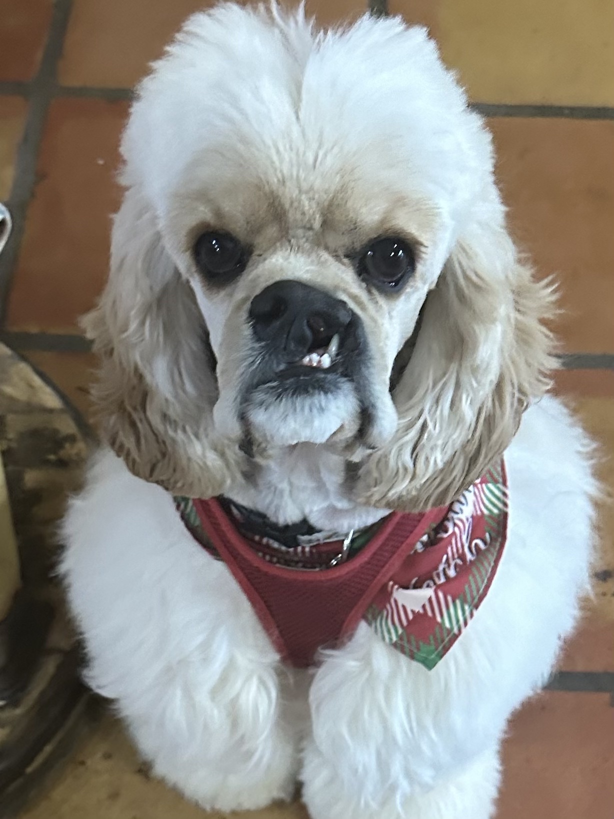 Cleft Lip Dog Rescue