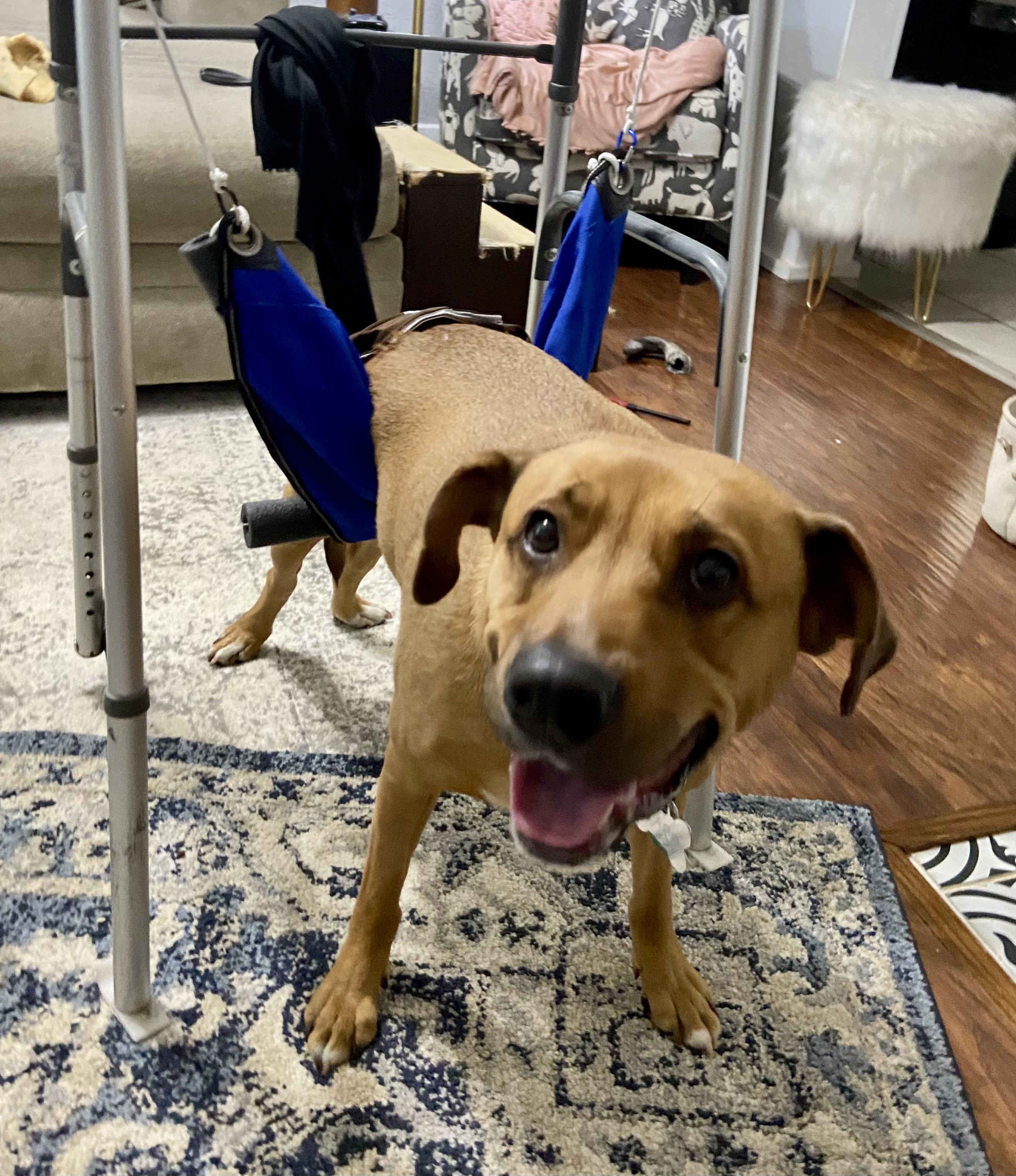 Can A Paralyzed Dog Ever Walk Again