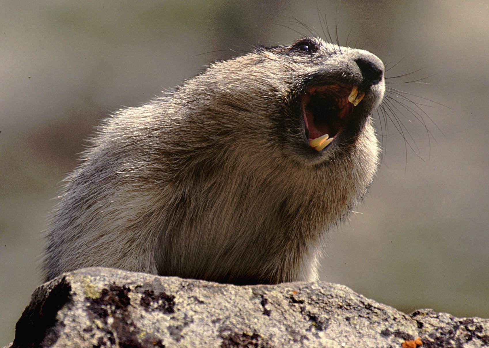Mongolian Marmot