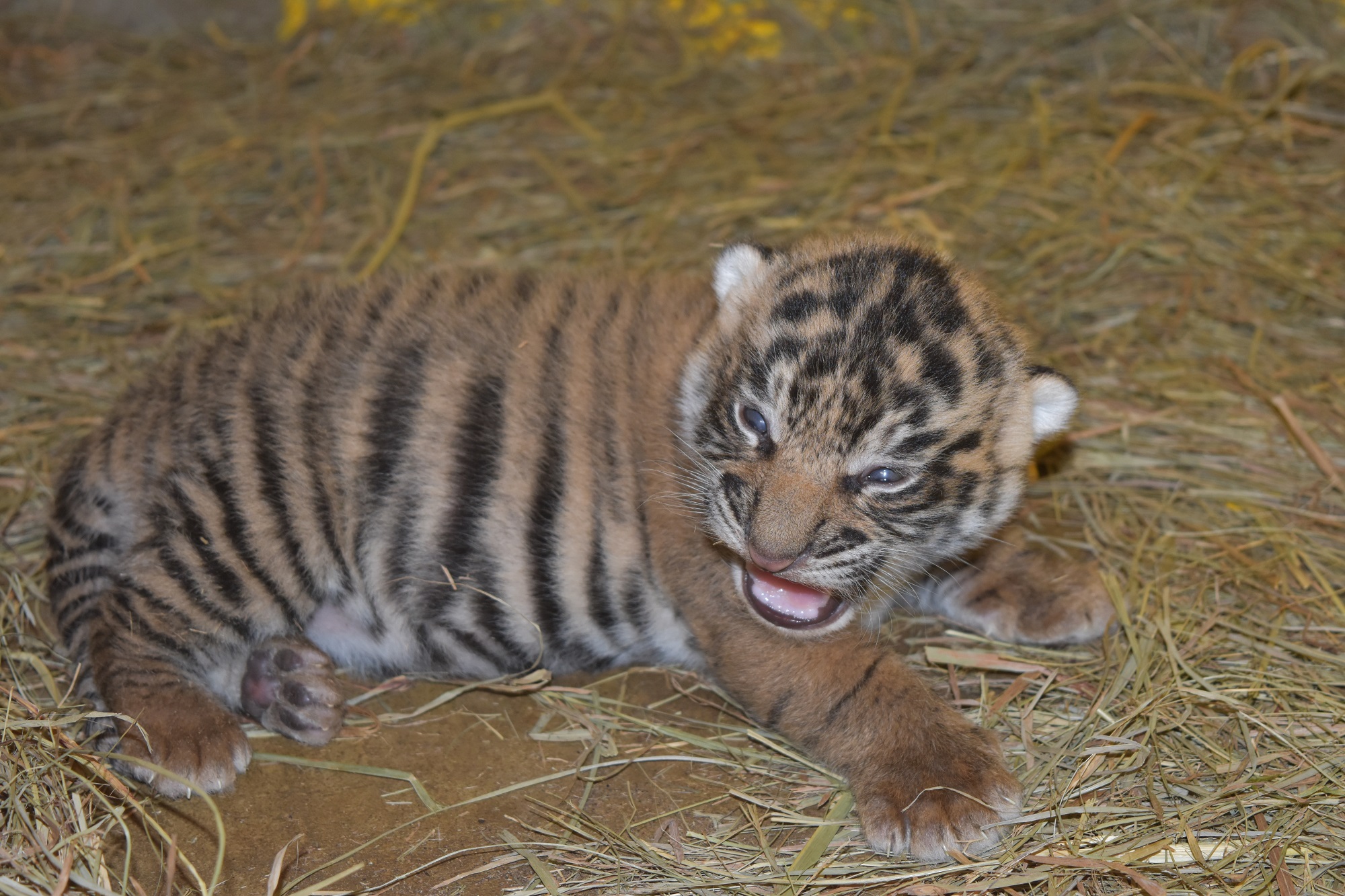 Sumatran Tiger Cub Born At The Smithsonians National Zoo