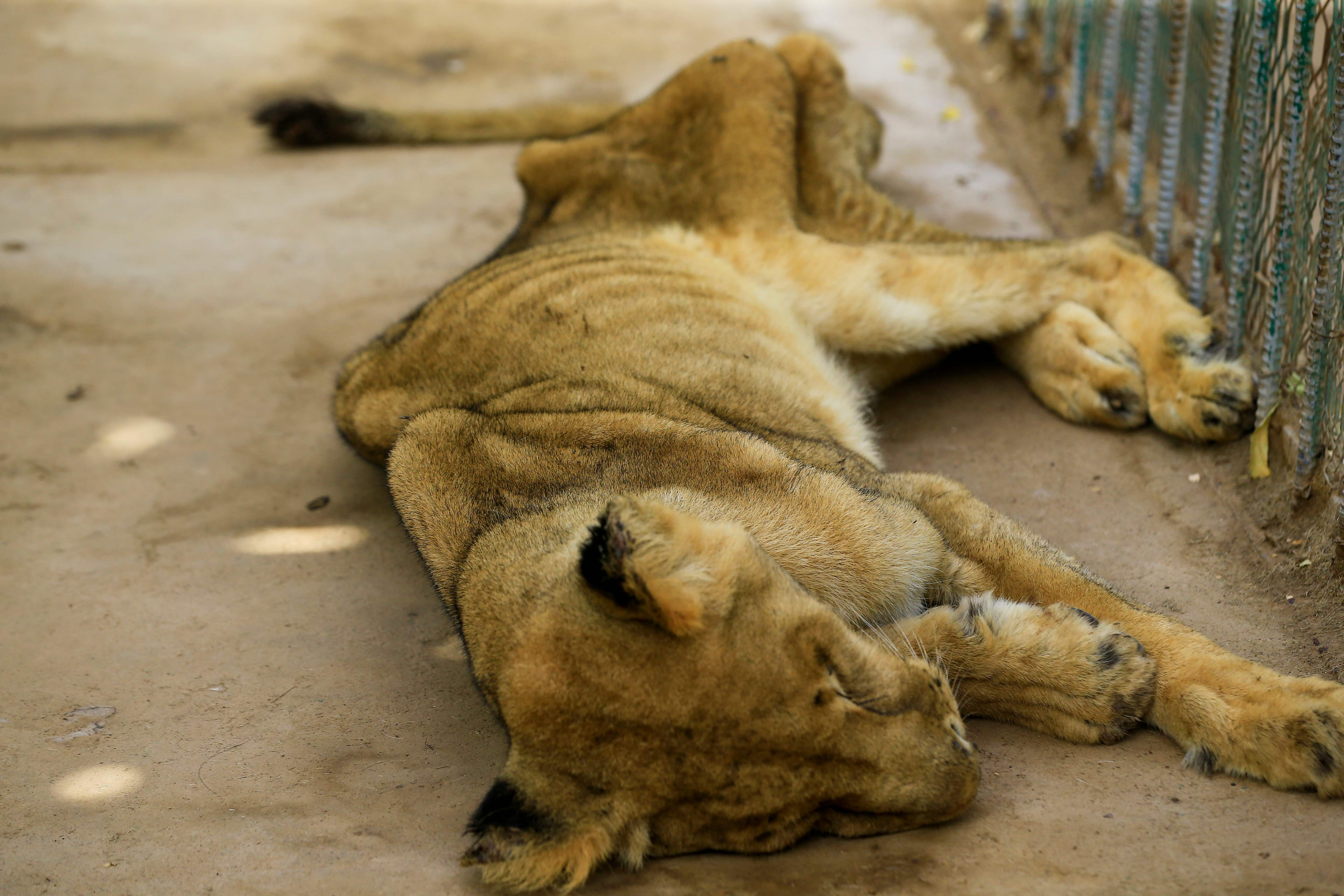 Lions are starving to death in a Sudan park. A worldwide campaign is ...