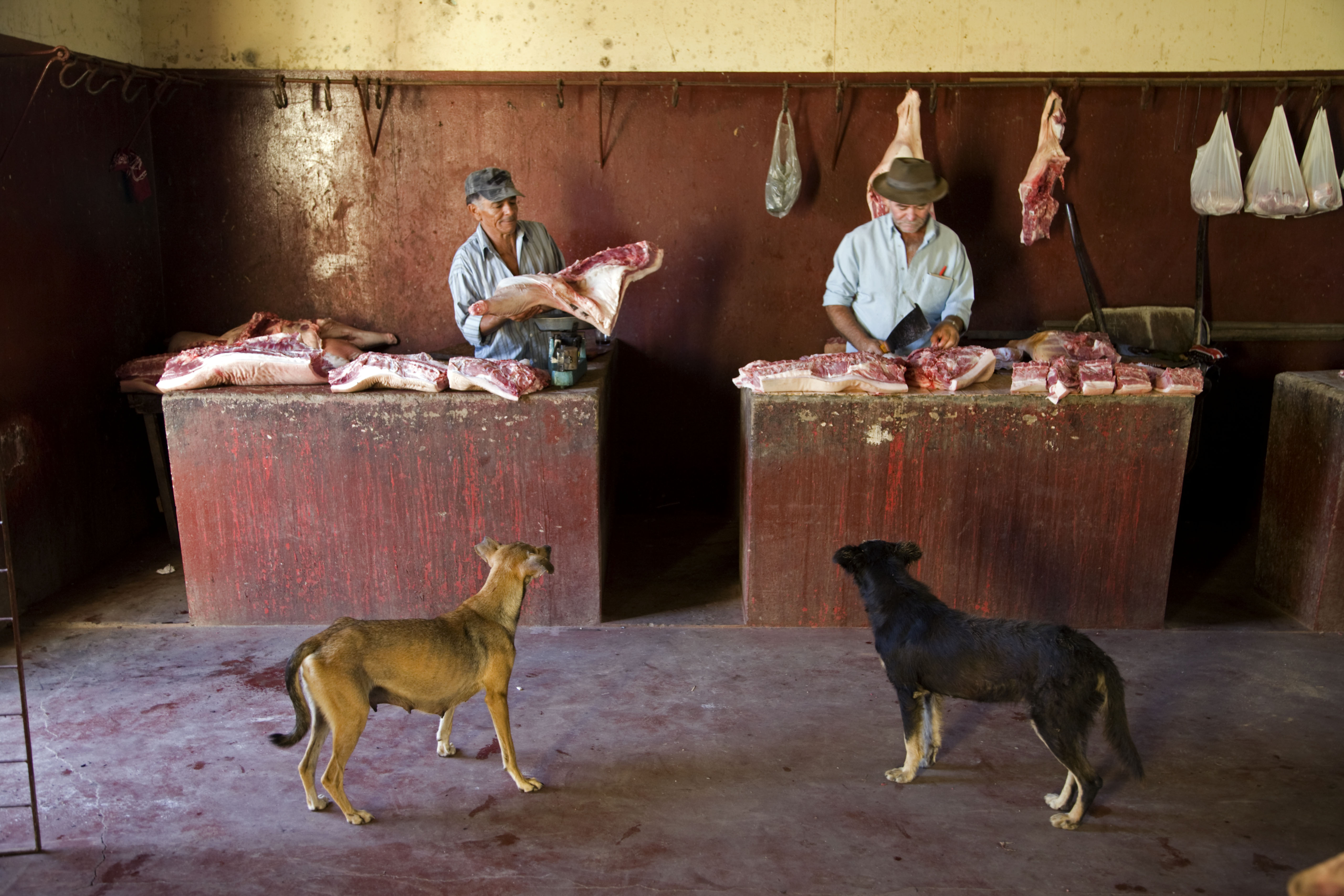 Dogs photographed through the years by Magnum Photos photographers ...