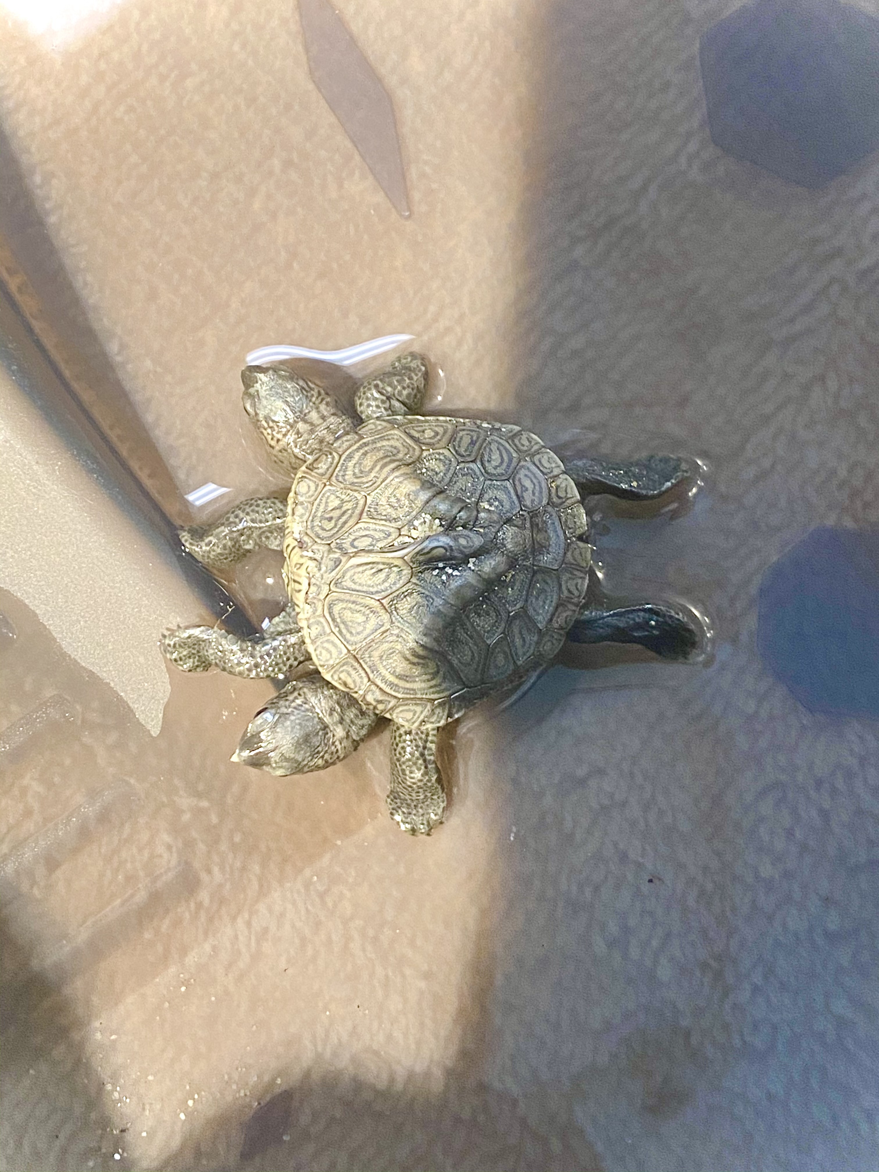 Two Headed Turtle