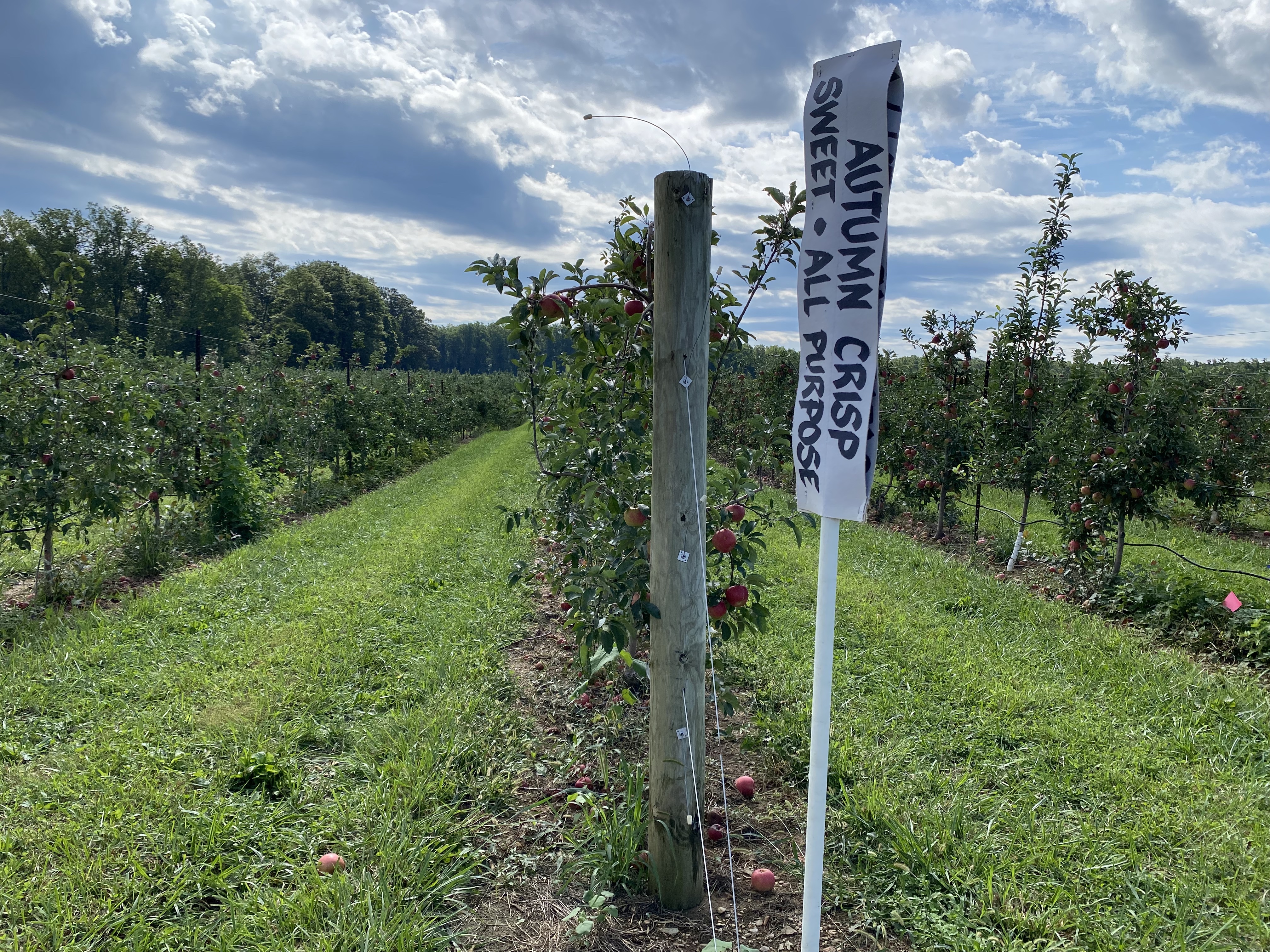 Where to go apple picking in the D.C. area - The Washington Post