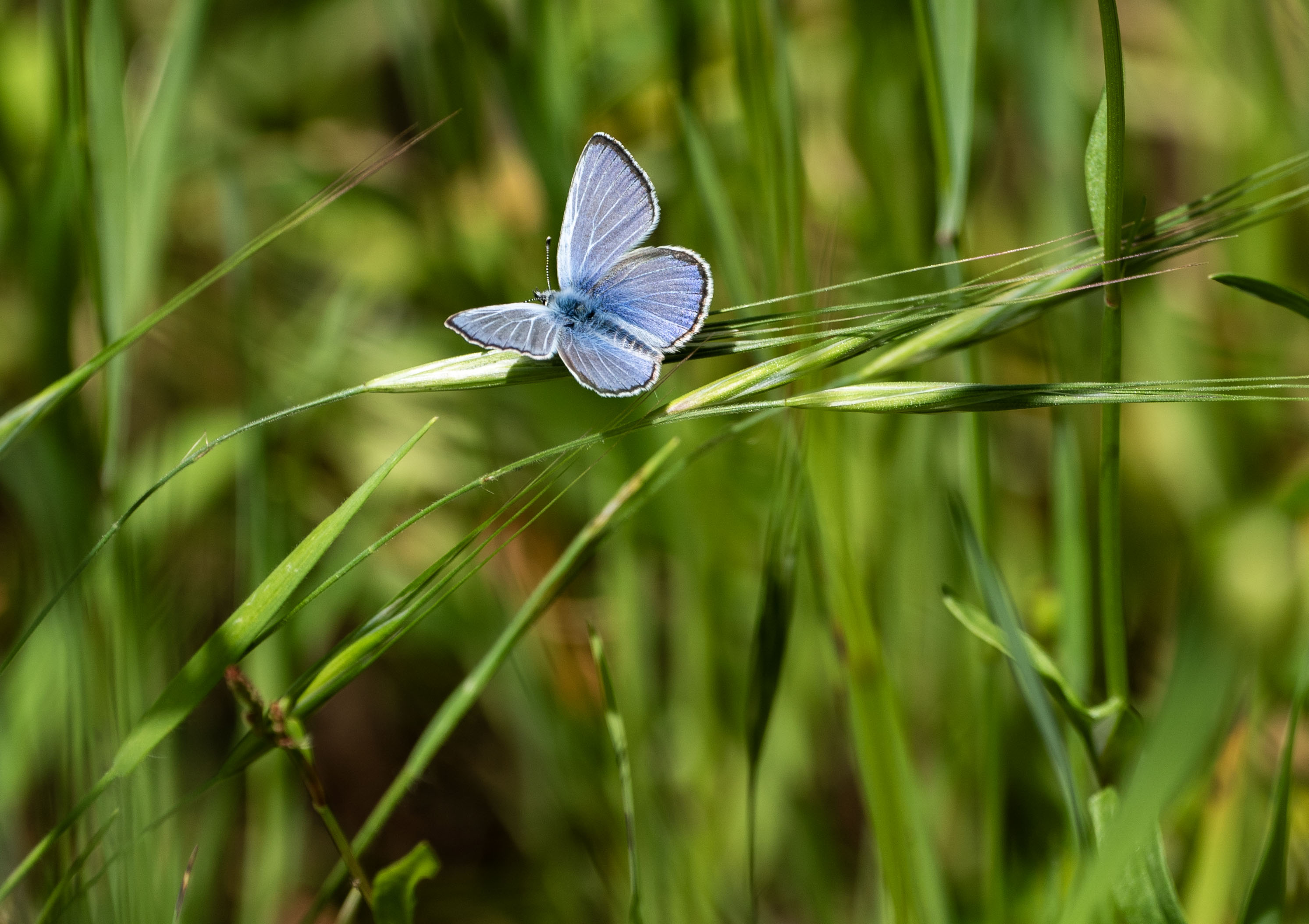 Xerces Butterfly Clipper Butterfly Butterfly Vector Art Xerces Blue