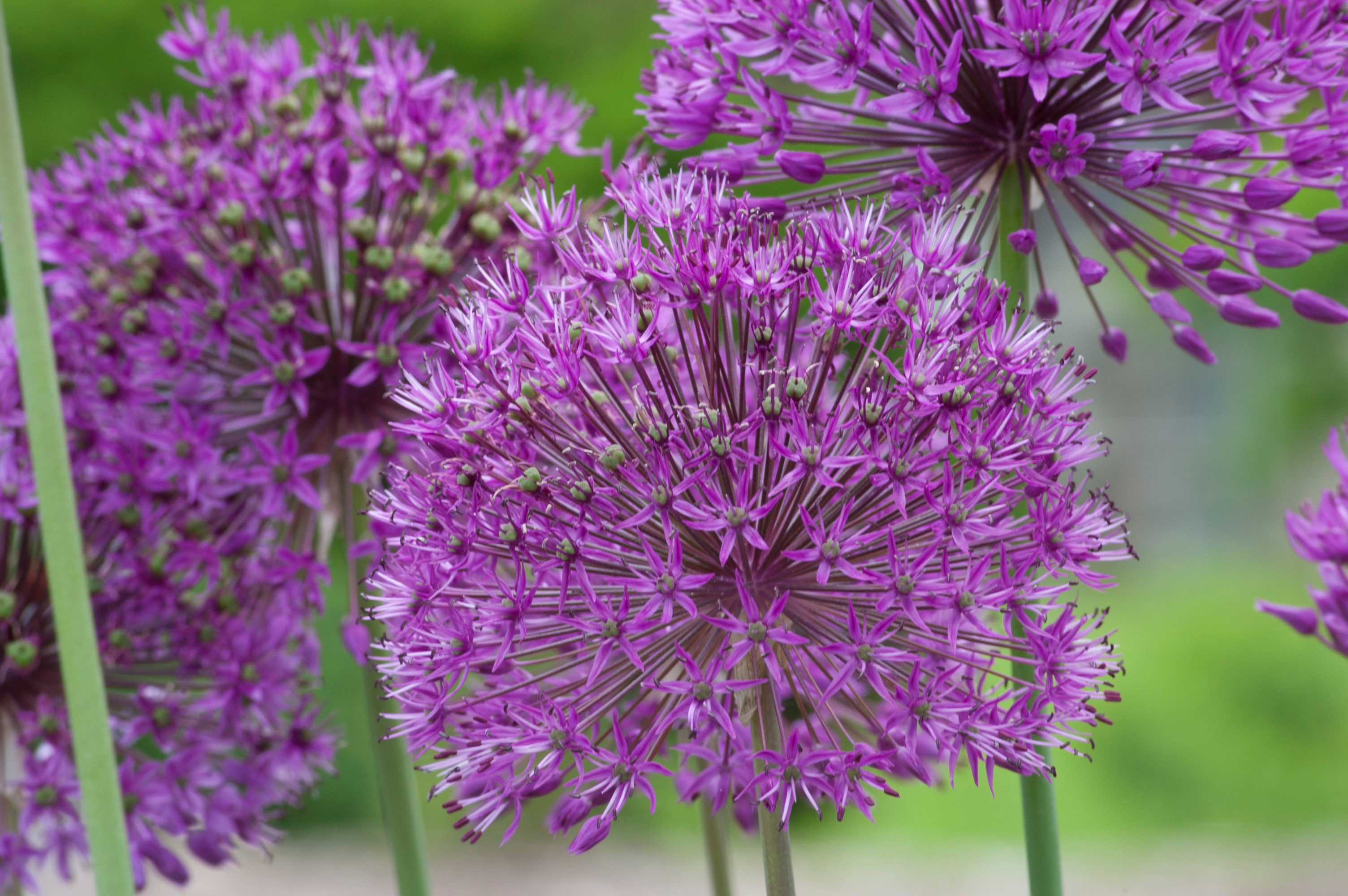 How to grow alliums - The Washington Post