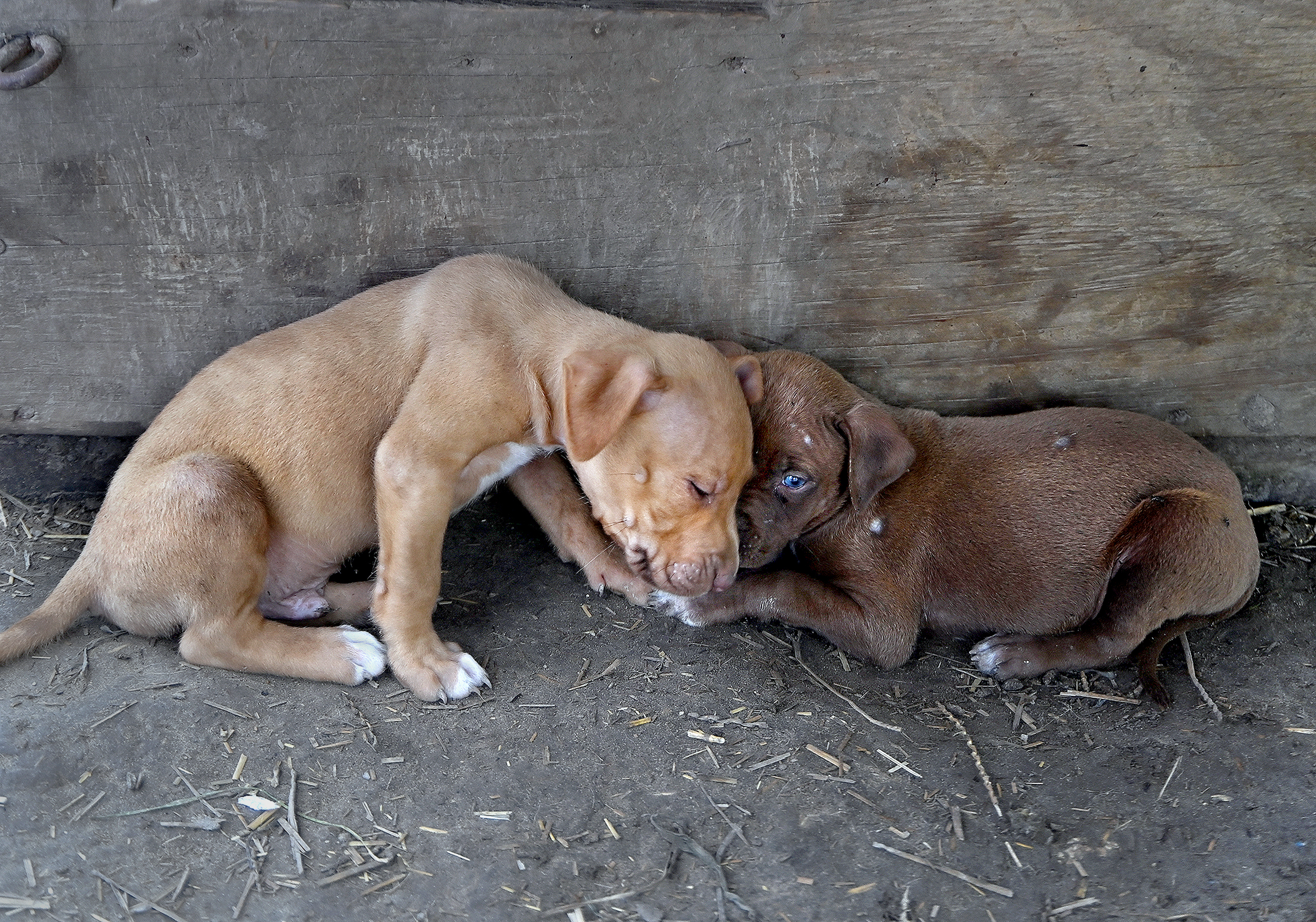 Why are so many people so cruel to their dogs? - The Washington Post