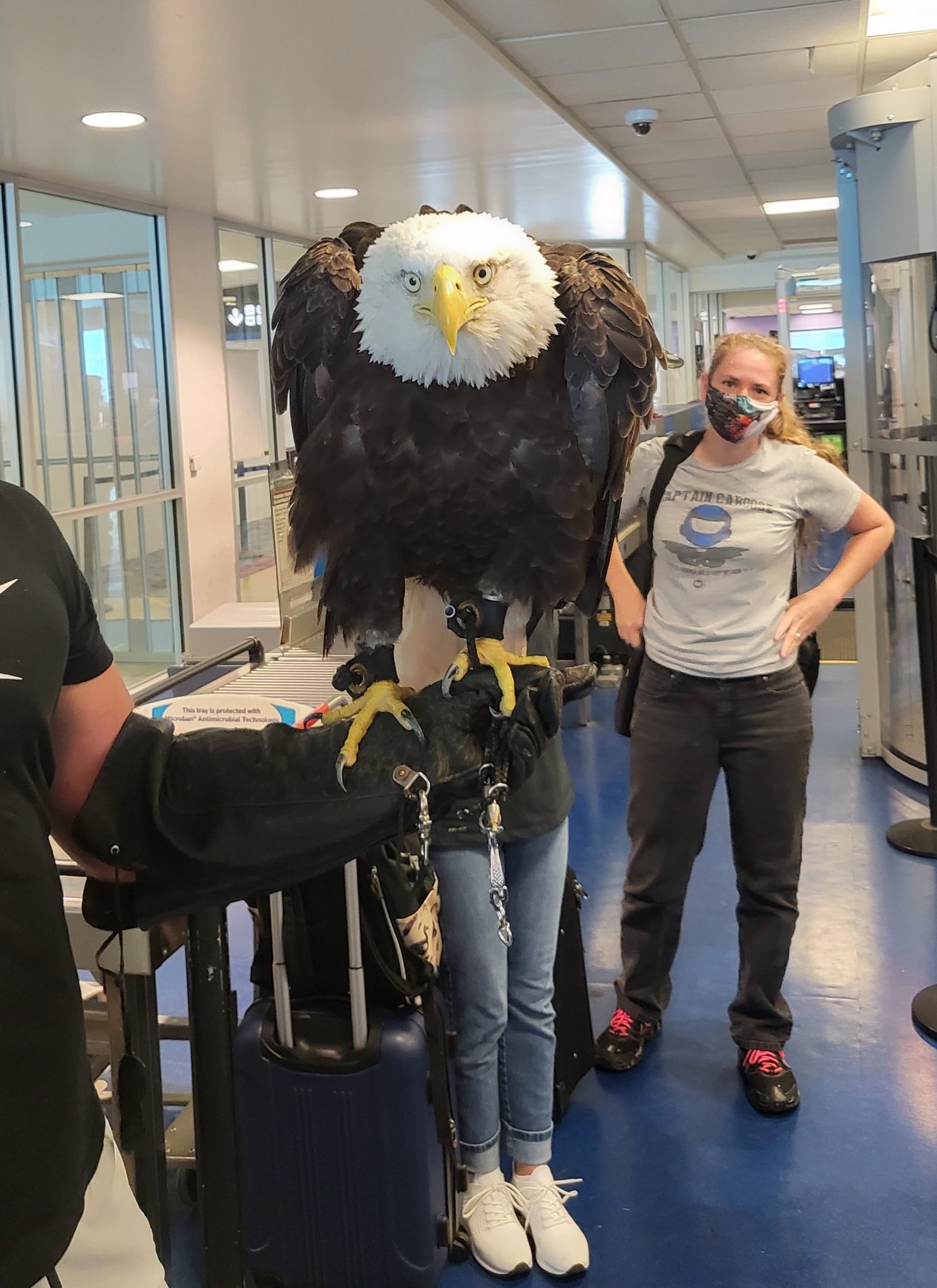 Eagle Sitting On Handler