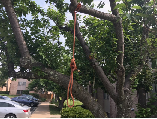 Noose On Tree
