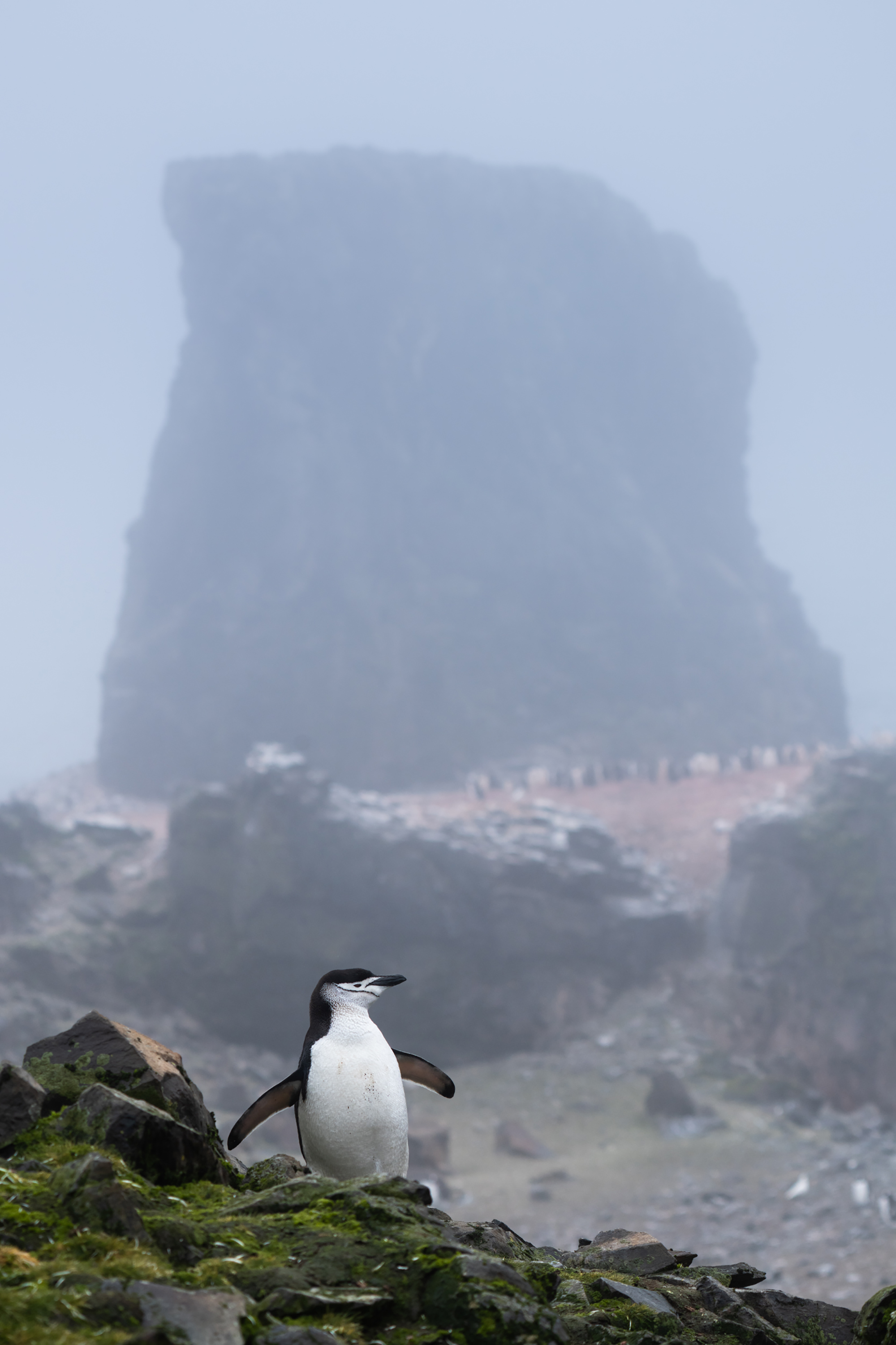 Adorable Antarctic penguins - The Washington Post