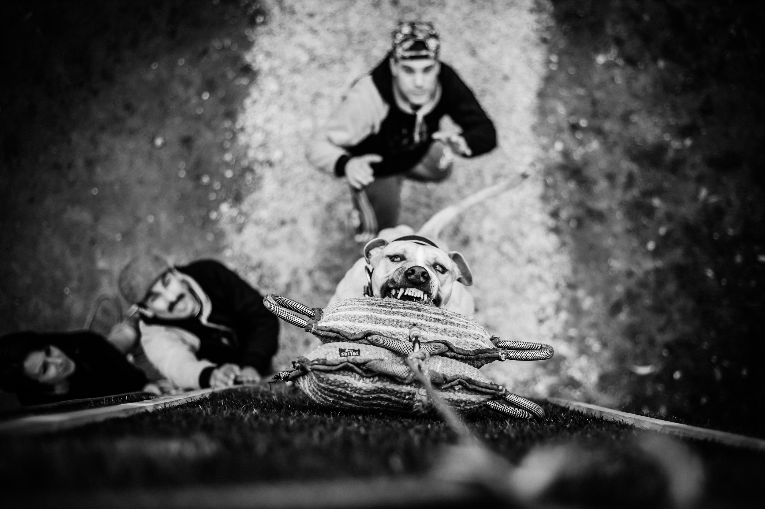 ‘Gameness,’ a sport that harnesses the power of the pit bull - The ...