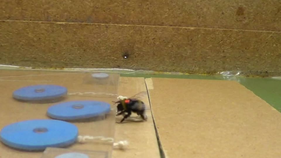 The really secret lives of bees: Ingenious experiment shows they learn ...