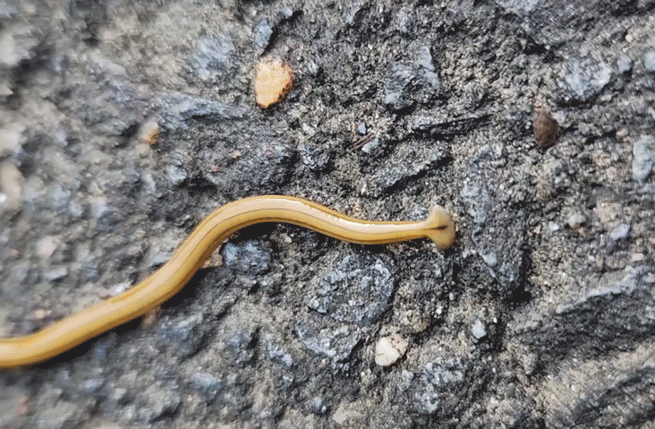 Hammer Headed Worm