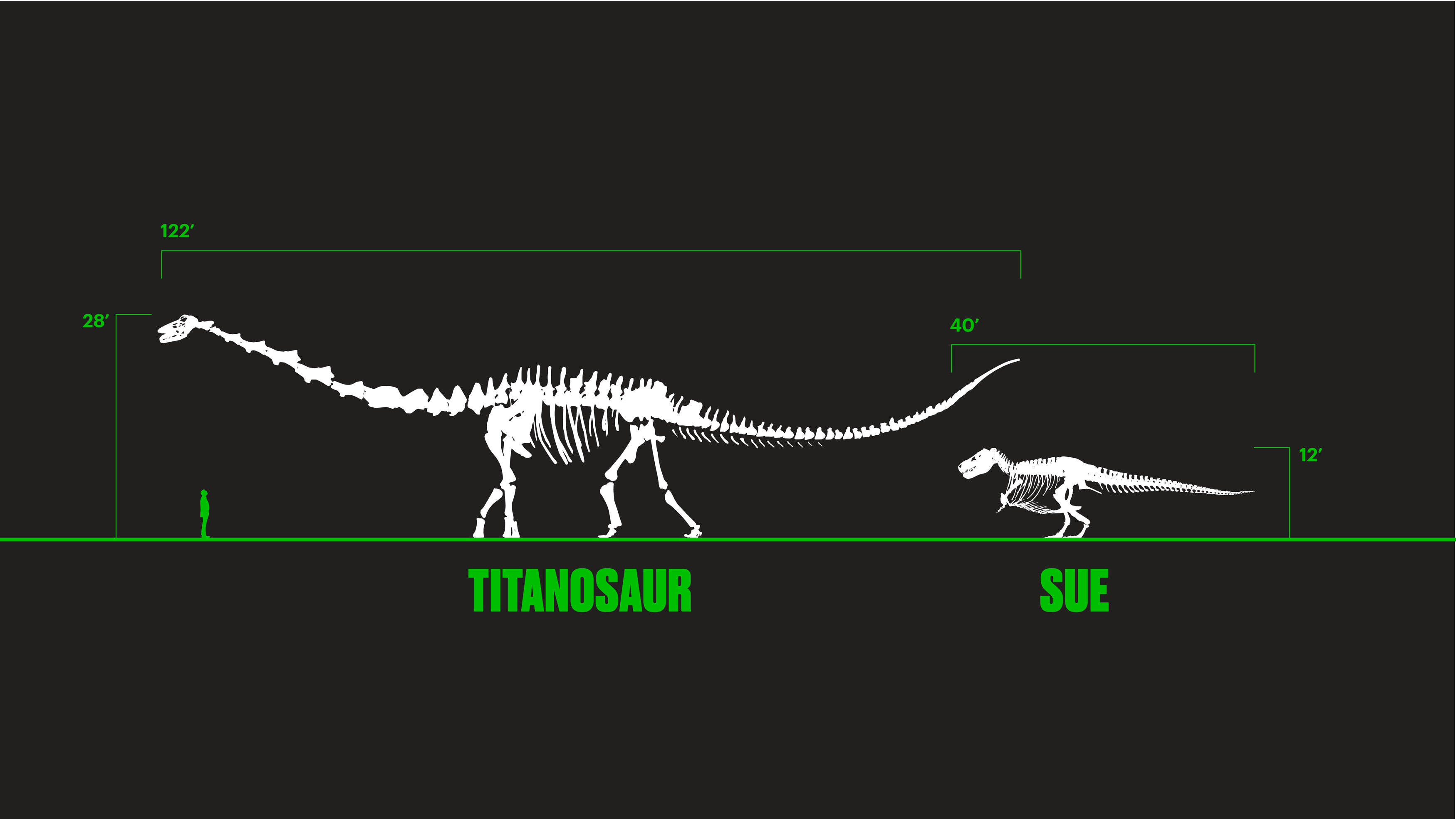 Scáthchruth Tyrannosaurus Rex