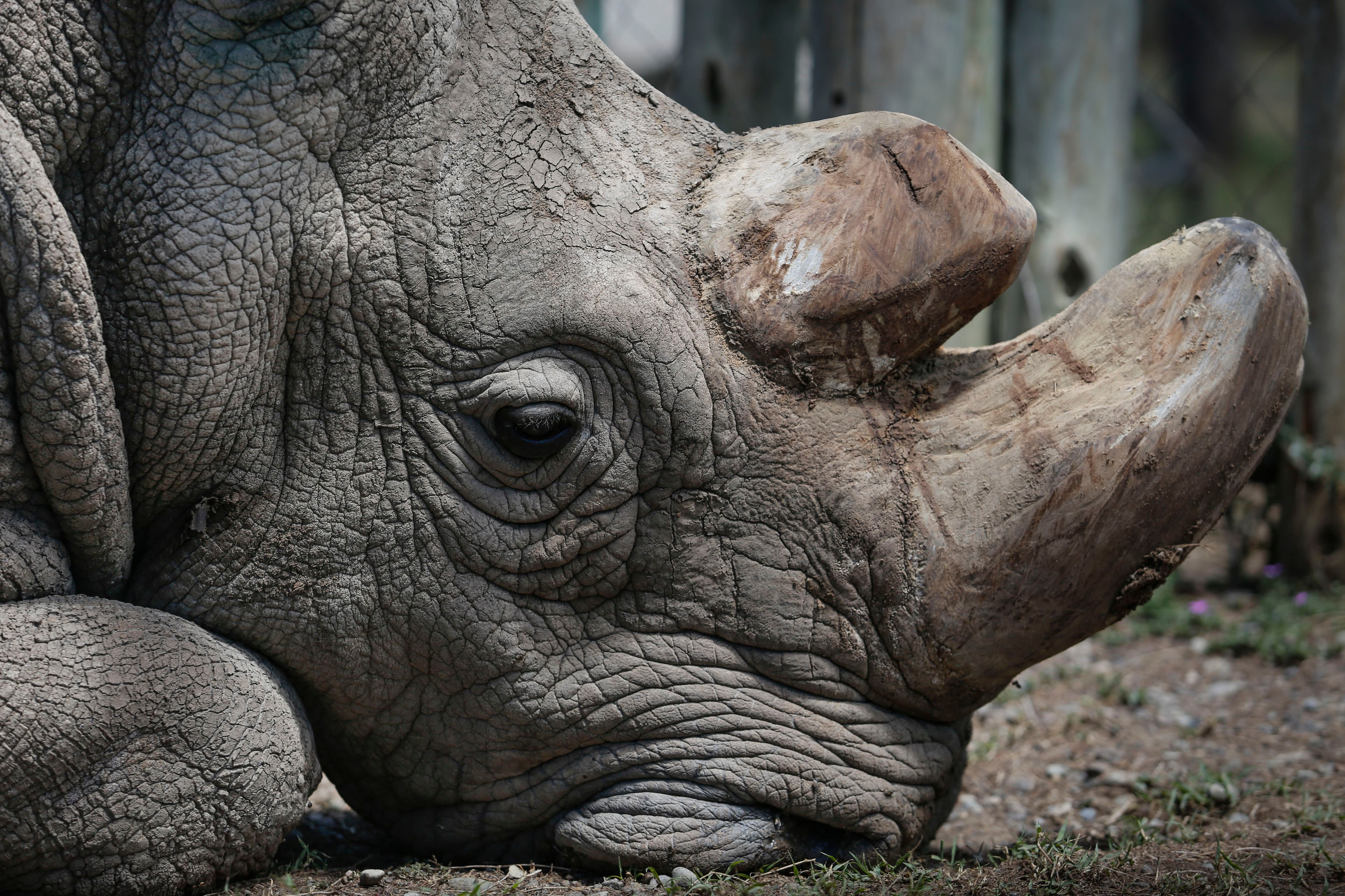 Dead Rhino In White Pen