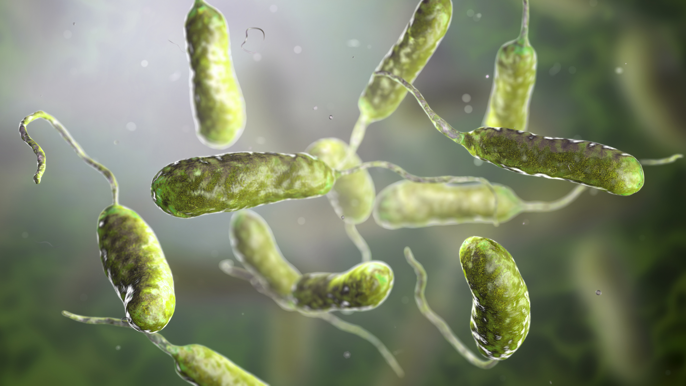 Flesh Eating Bacteria Microscope