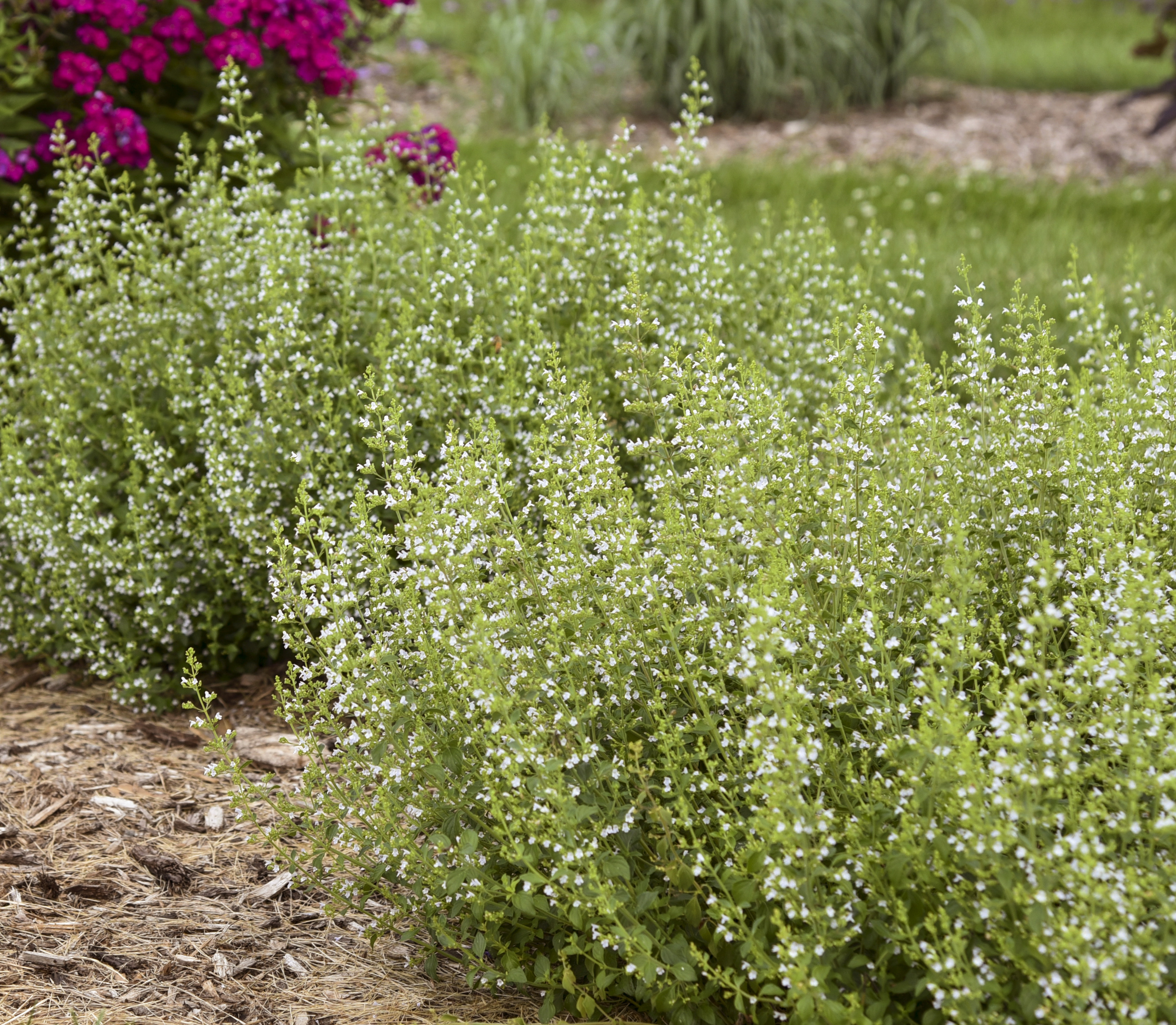 How to grow savory calamint - The Washington Post