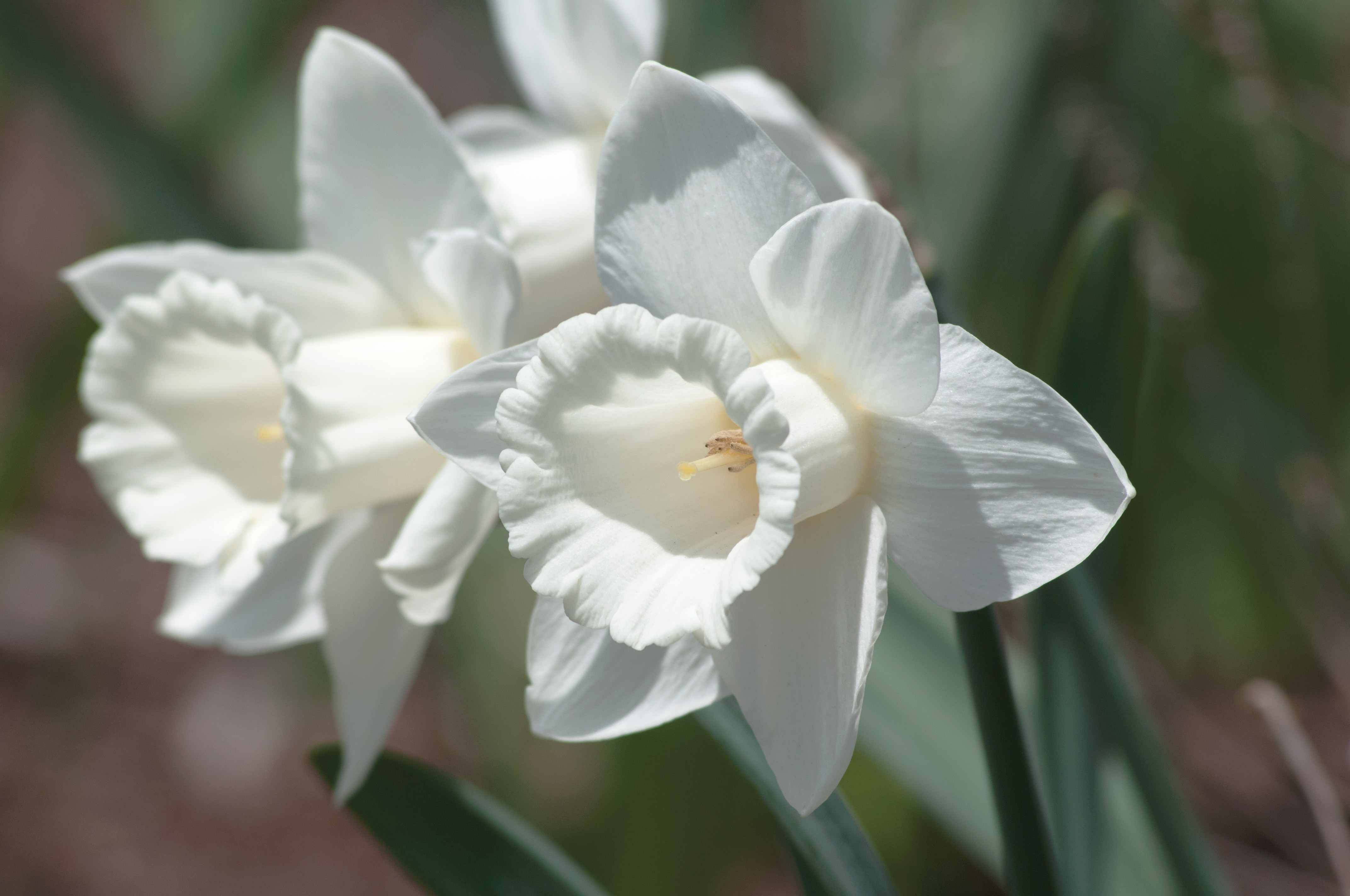 How to grow daffodils - The Washington Post