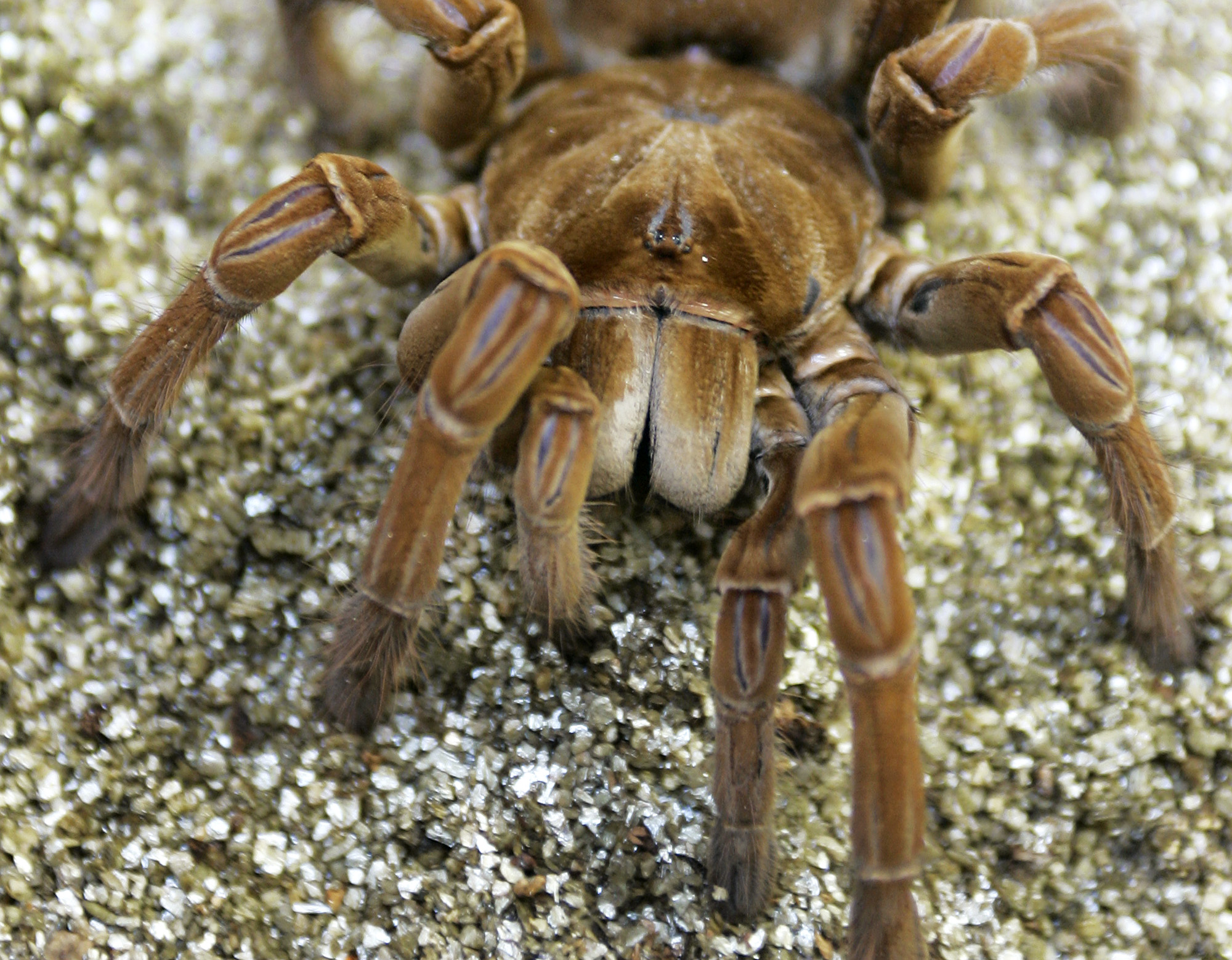Scary Looking Animals