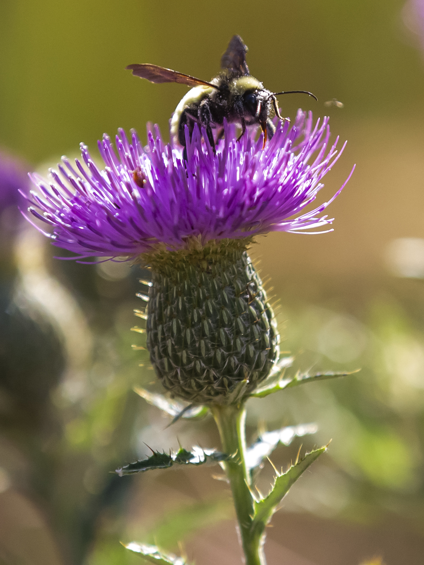 Kansas’s prairie is rapidly shrinking. Its future depends on private ...