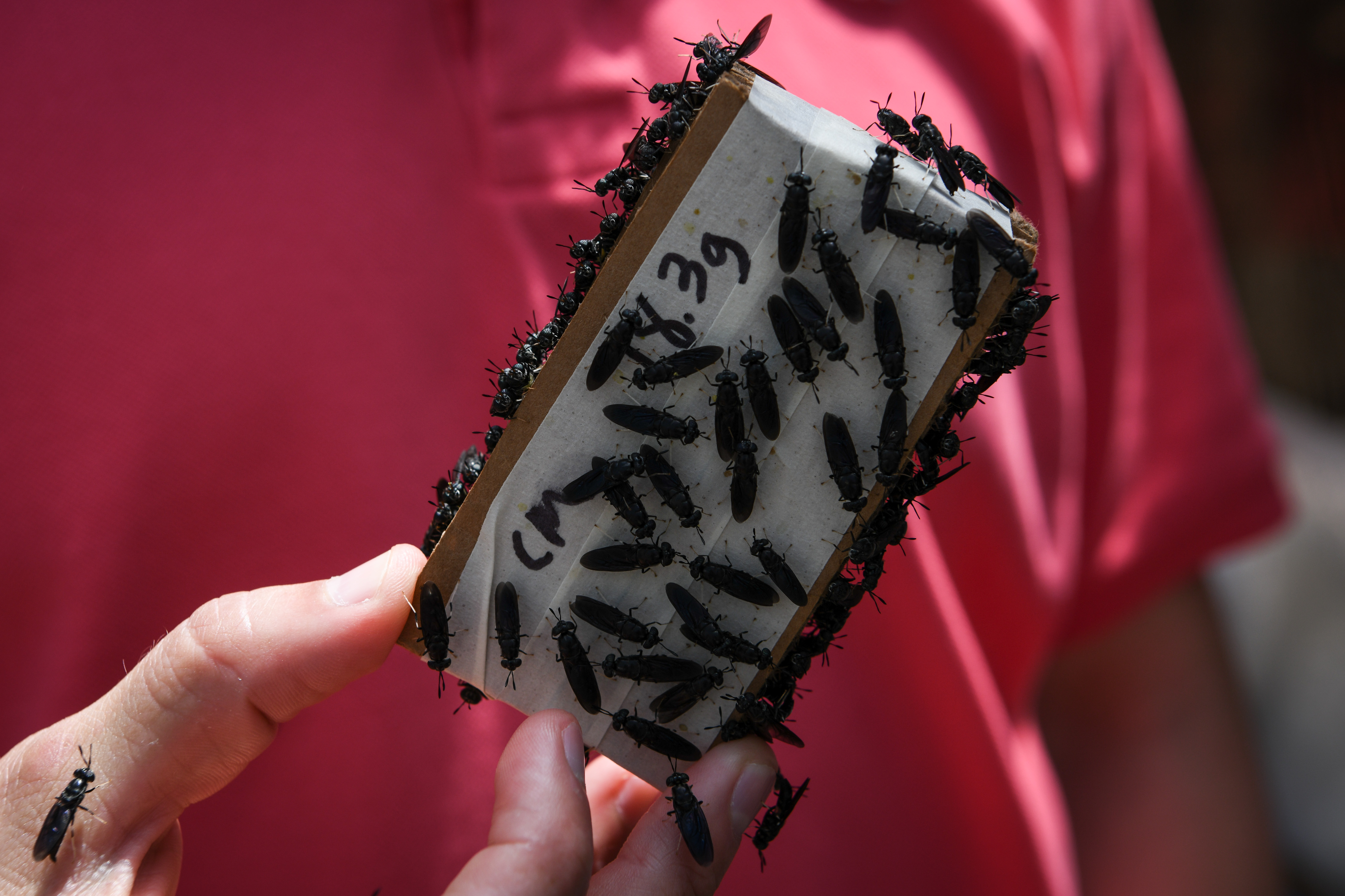 Maggots could revolutionize the global food supply. Here’s how. - The ...