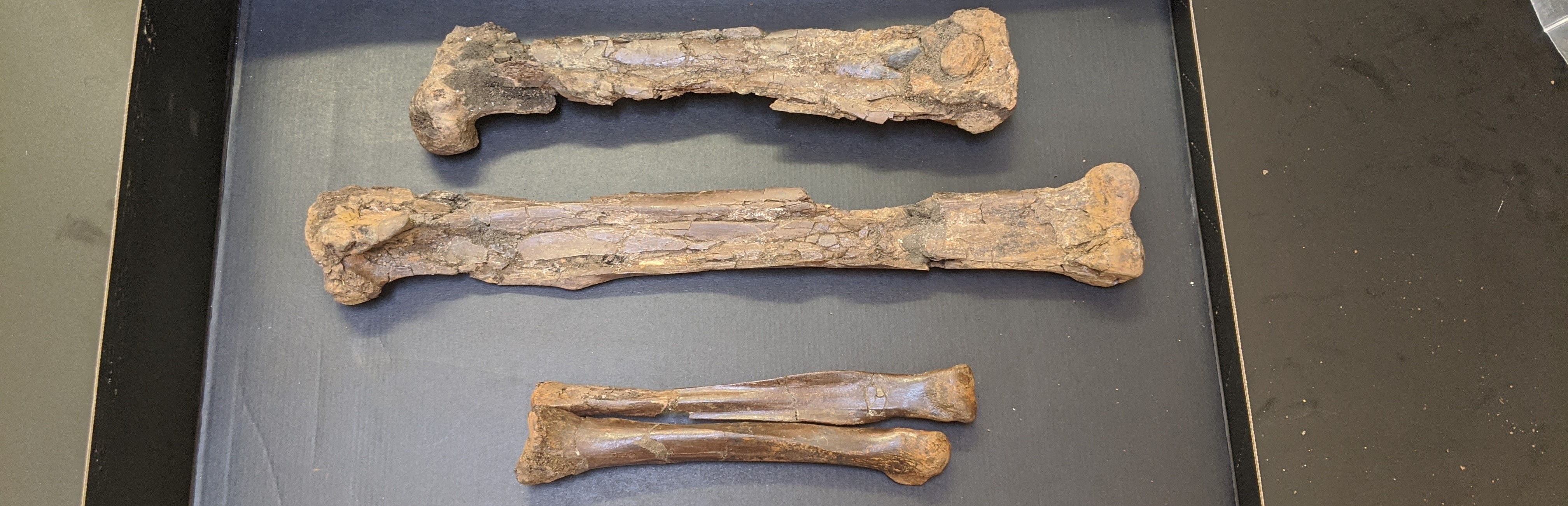 Oklahoma State PhD student identified new dinosaur species from bones ...