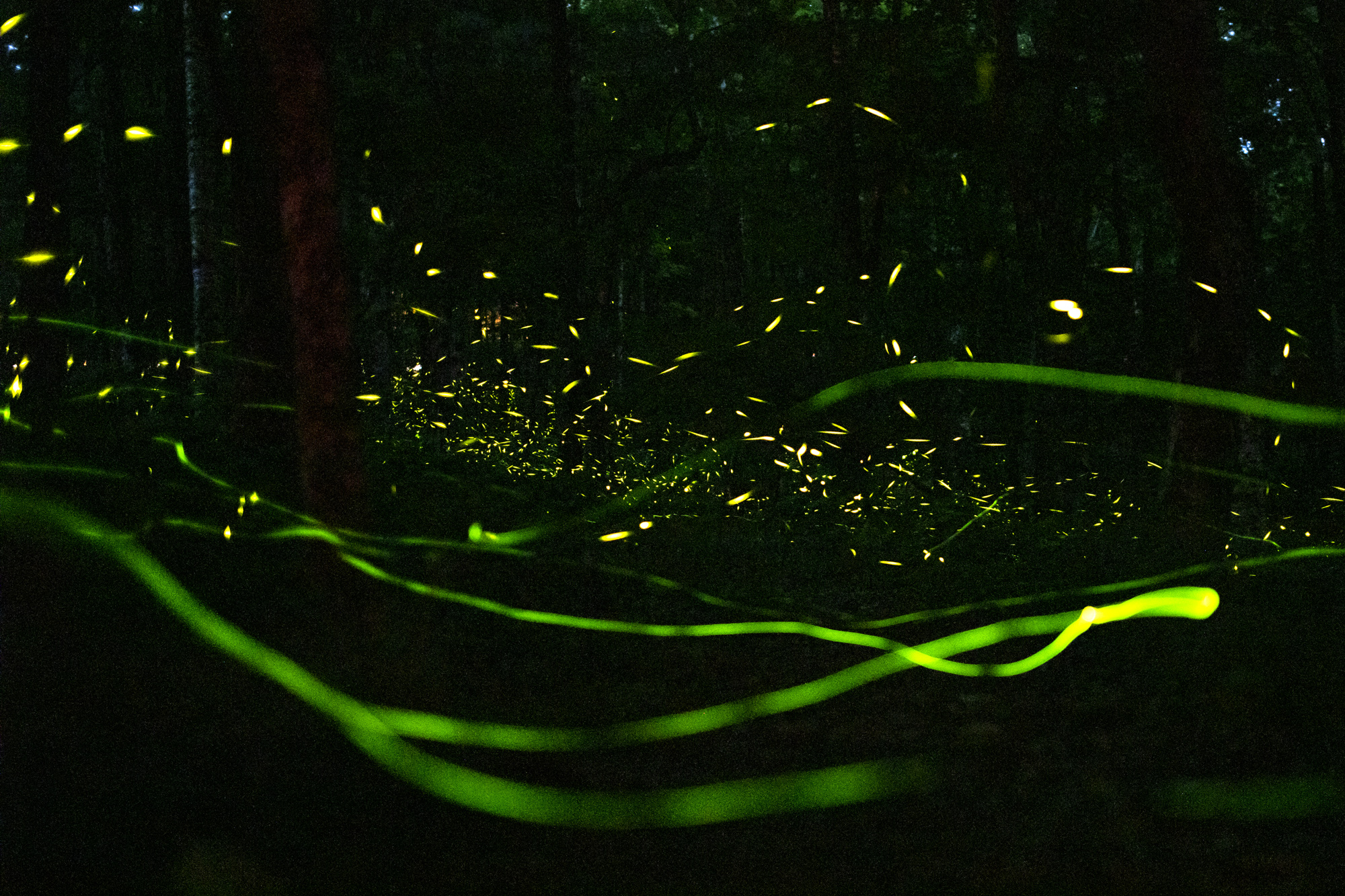 In the Great Smoky Mountains, fireflies have become a source of tourism ...