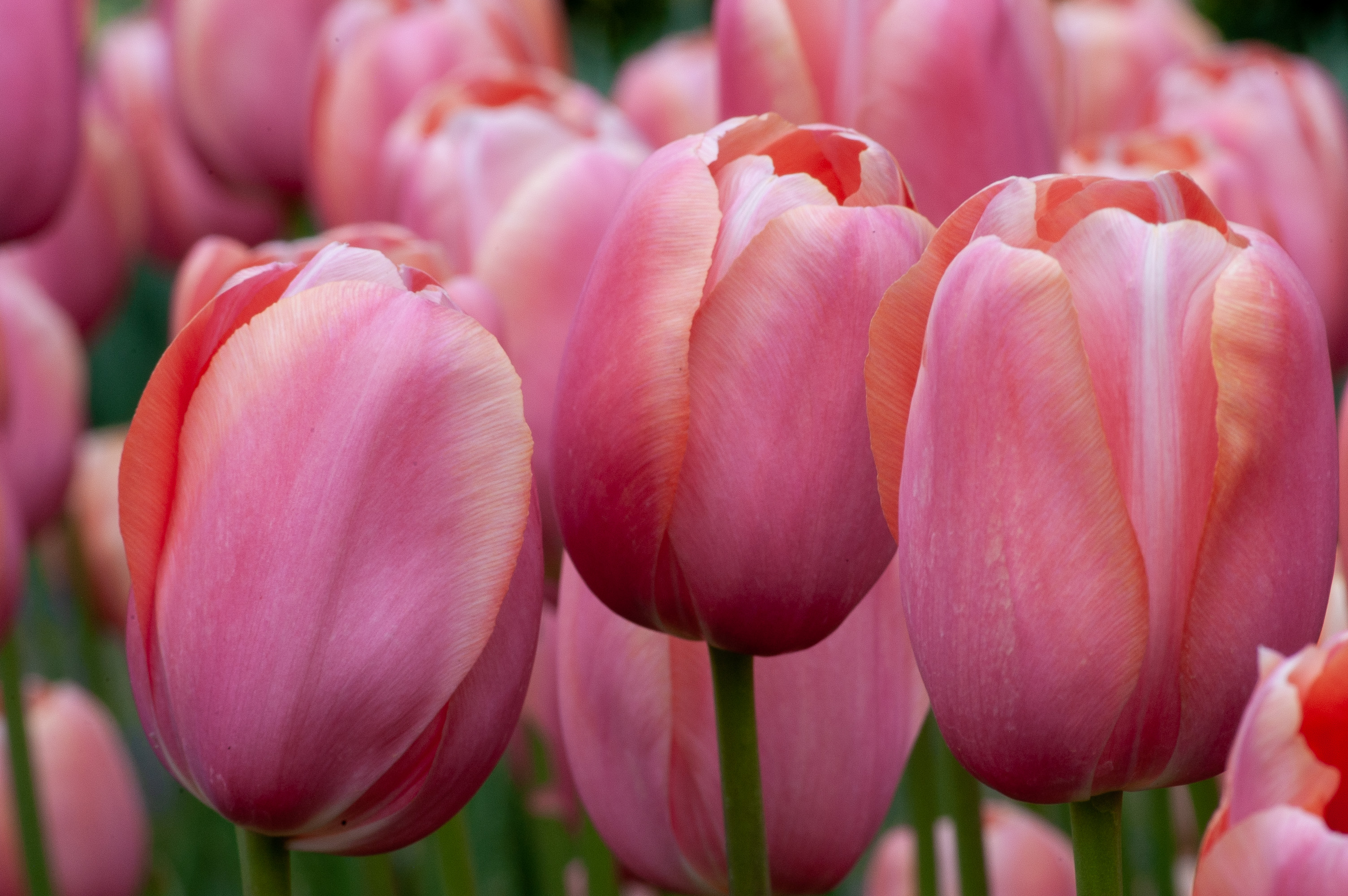 How to grow tulips - The Washington Post