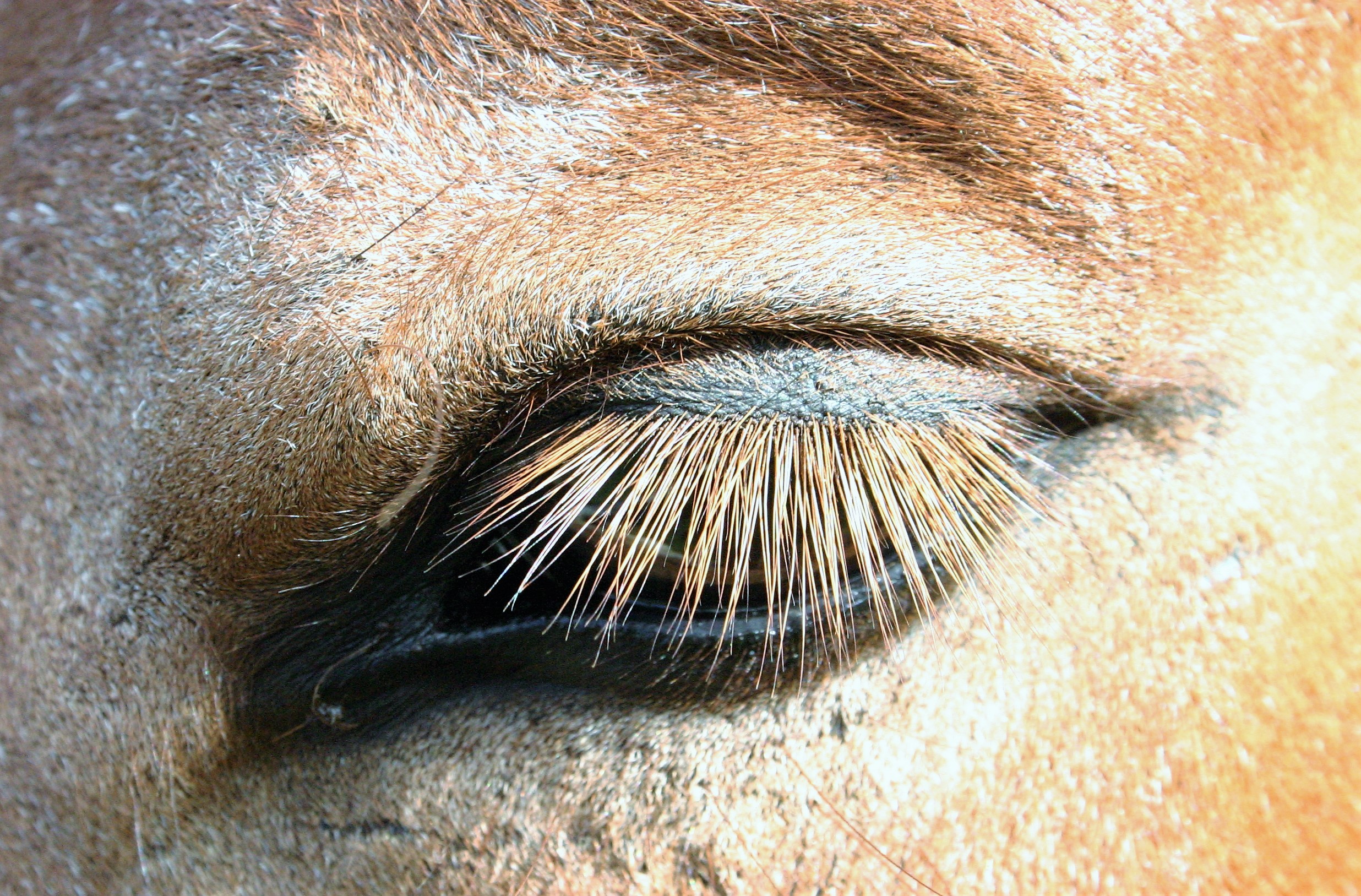 The site of an 1860s leper colony on Molokai island draws determined ...