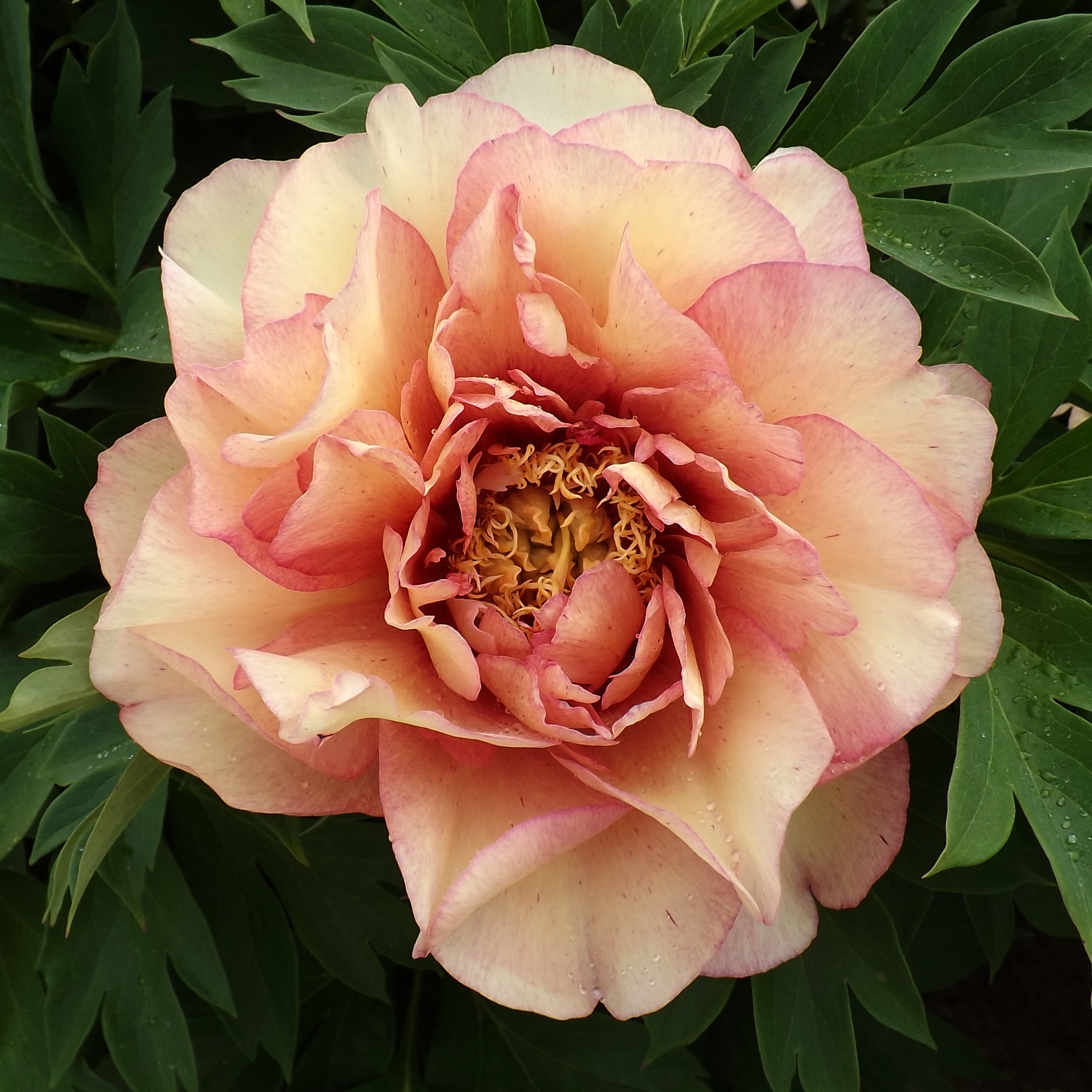 How to grow peonies - The Washington Post