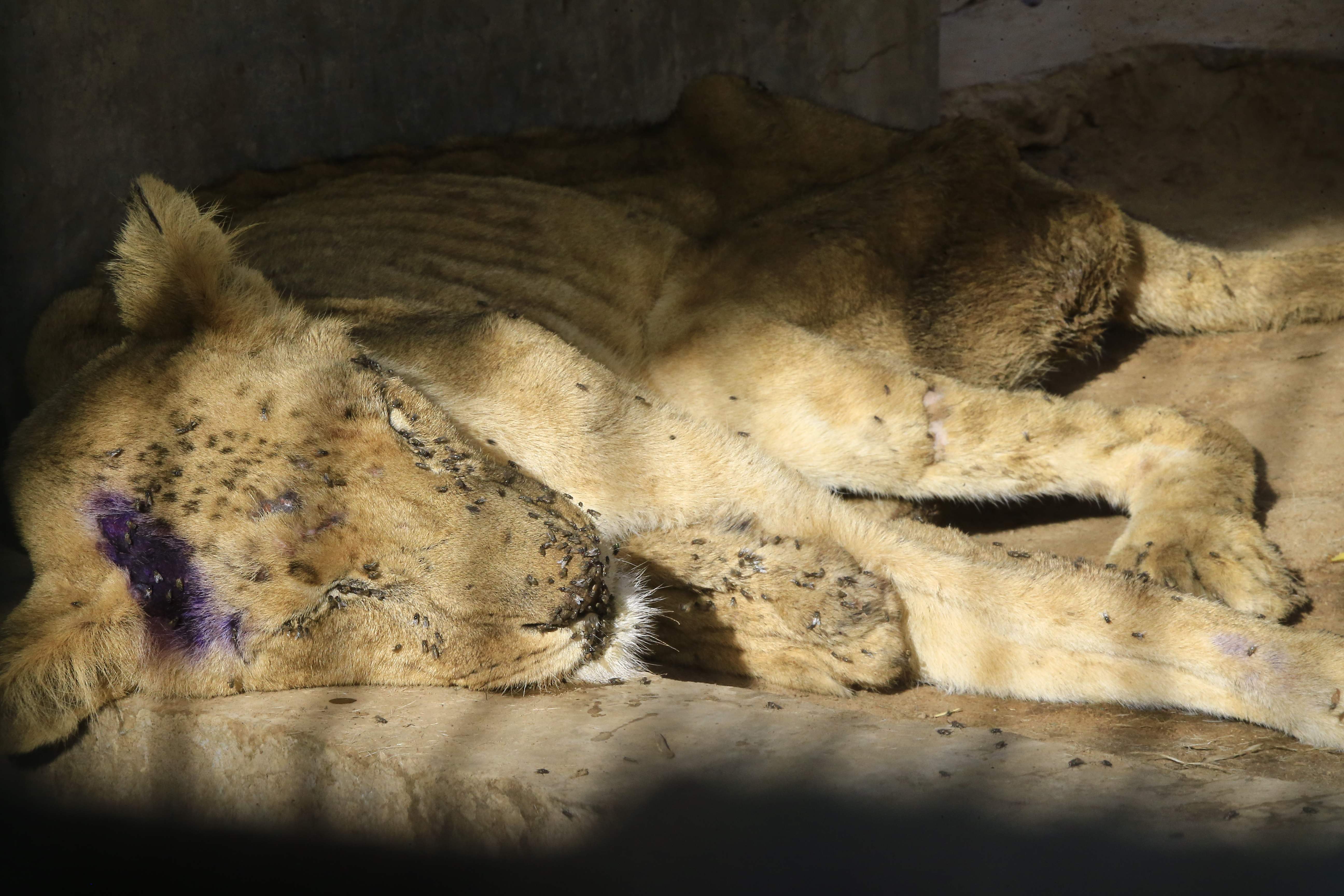 Lions are starving to death in a Sudan park. A worldwide campaign is ...