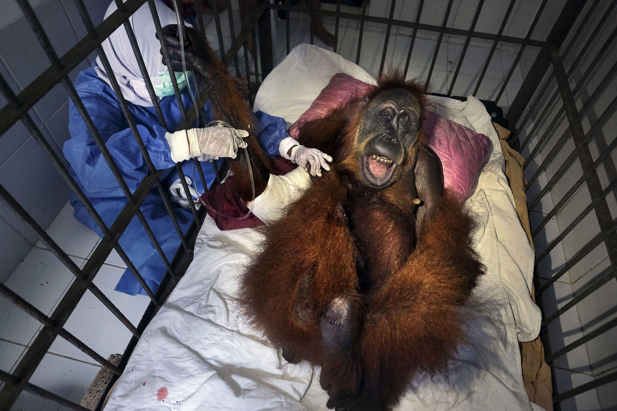 Orangutan rescues in Sumatra, Indonesia. - The Washington Post