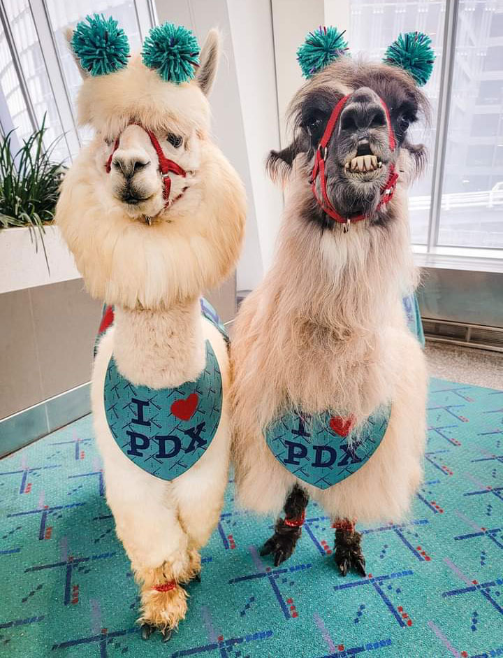 Therapy Llama