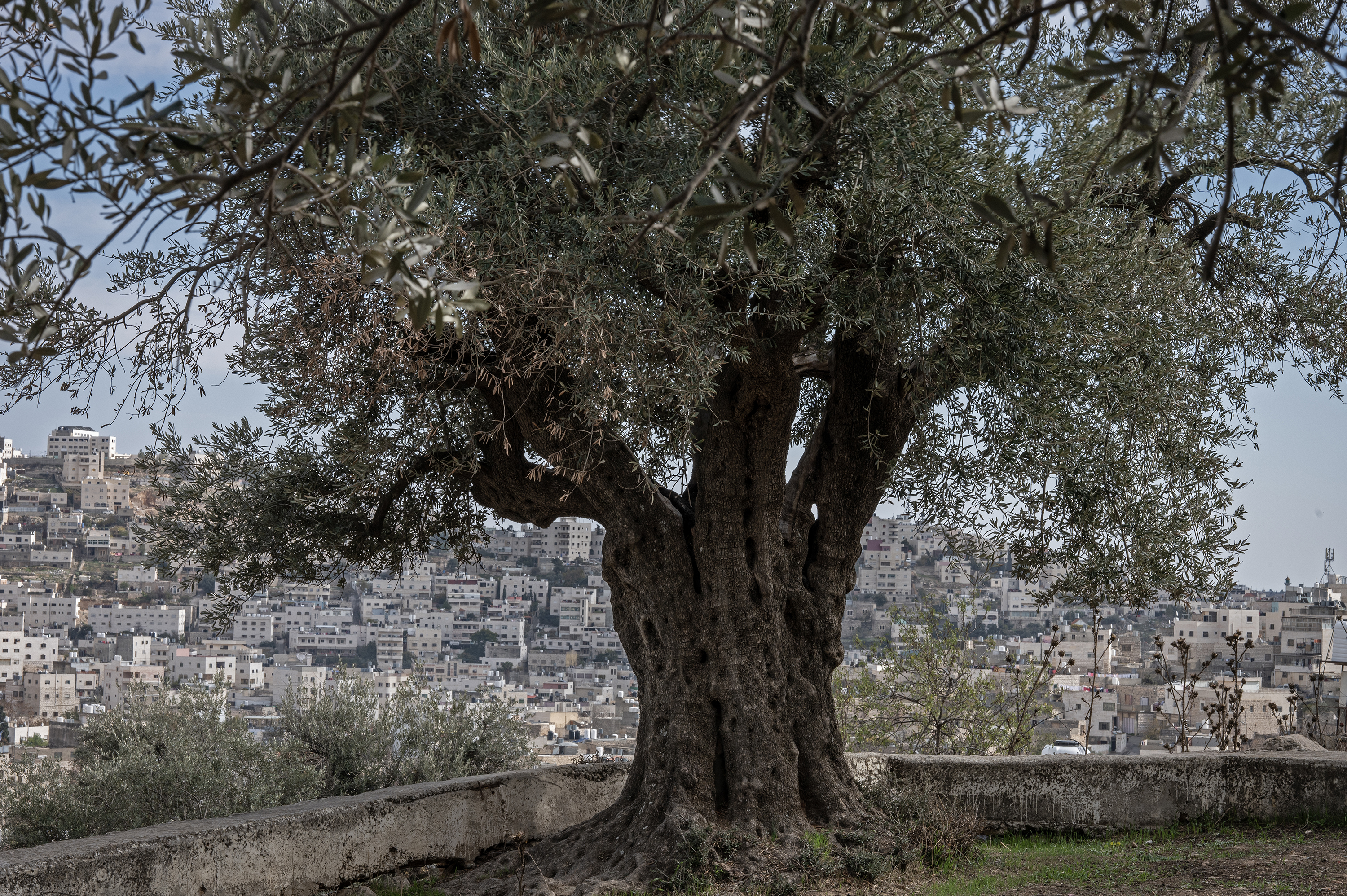 ISRAEL: the similarities between 1930s NAZI Germany and 2020s FASCIST ...