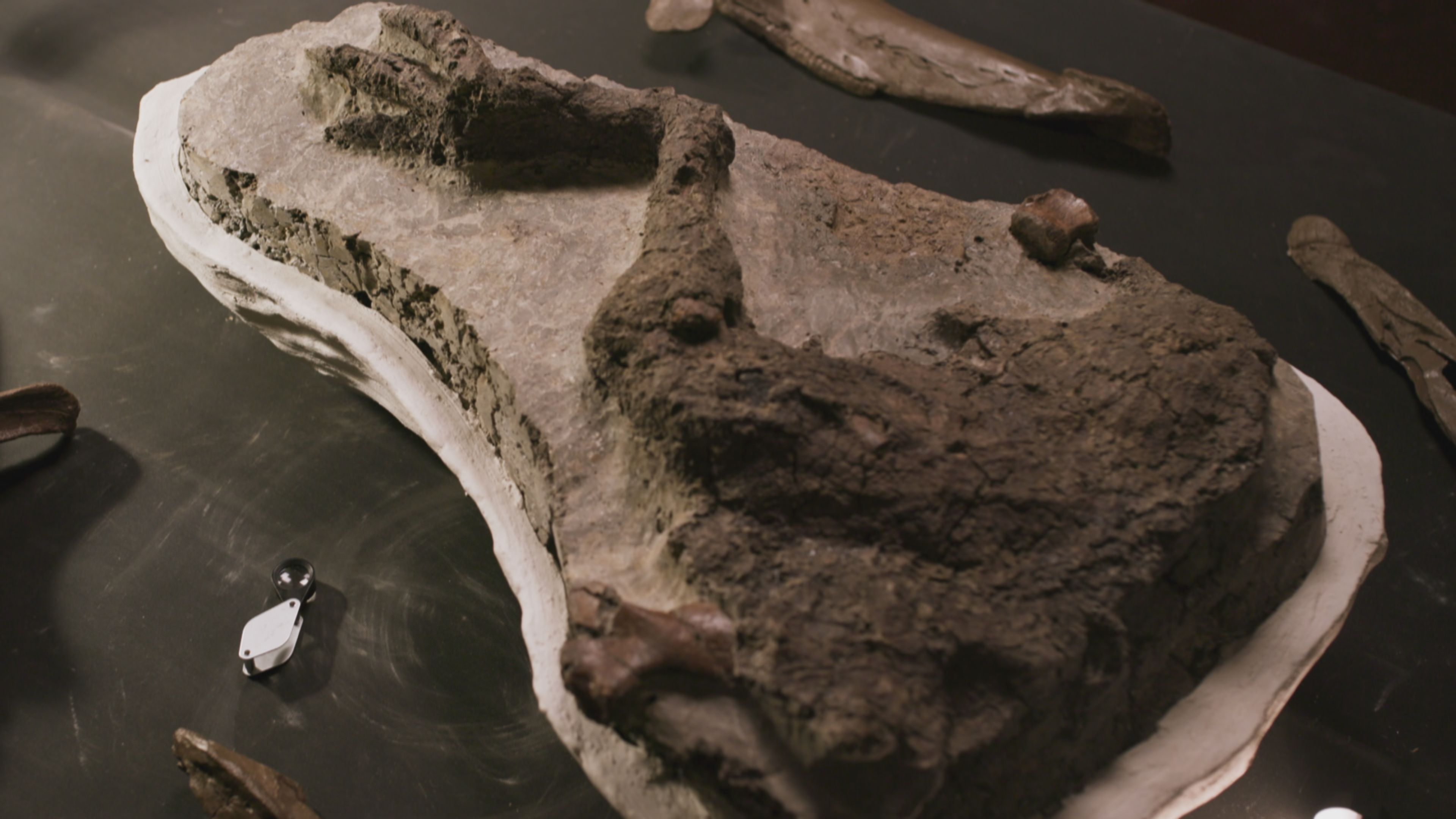 What Killed The Dinosaurs Pbs Learningmedia
