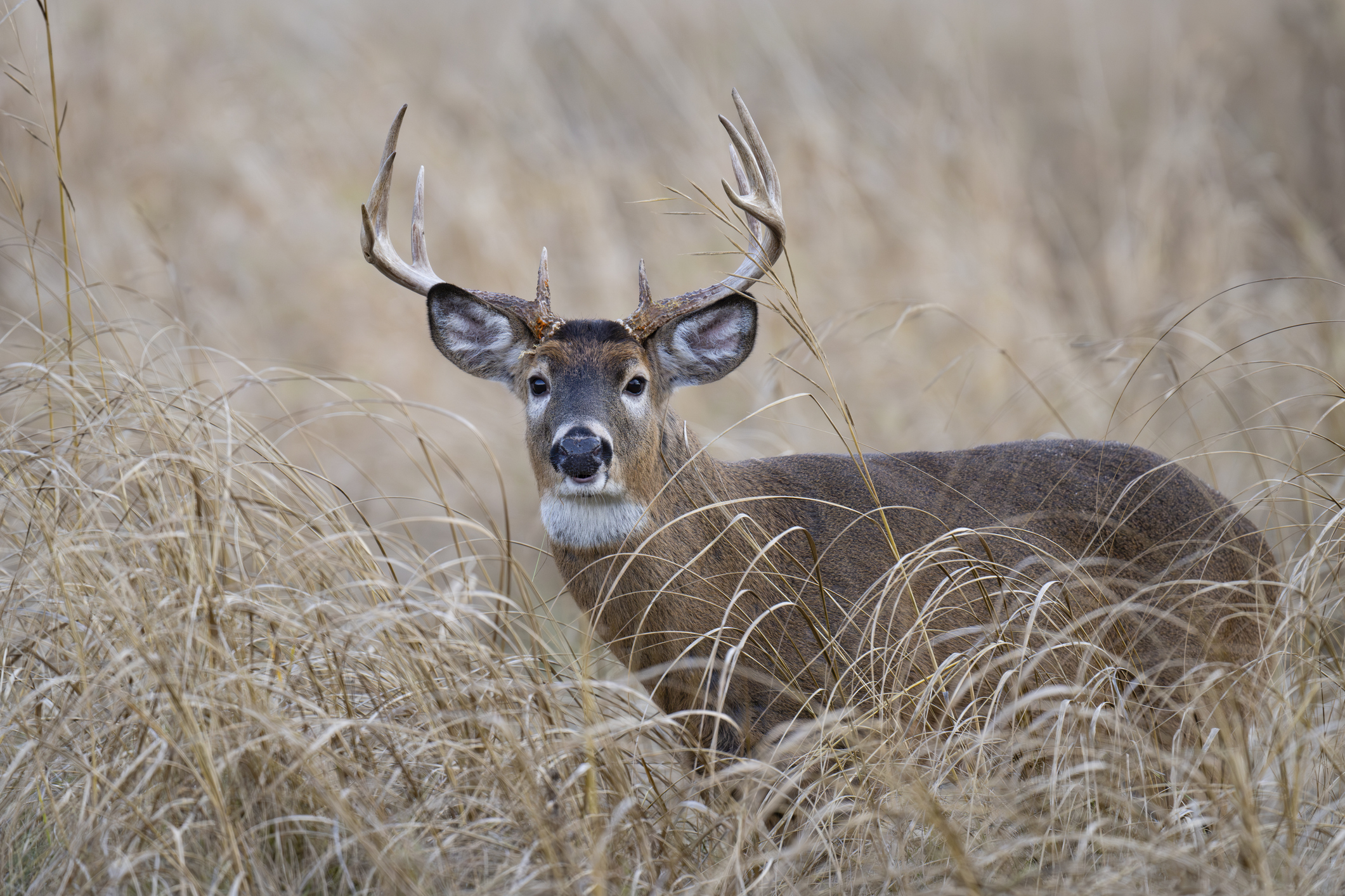 Whitetail Deer Habitat Loss Wisconsin's Deer Population Is At A