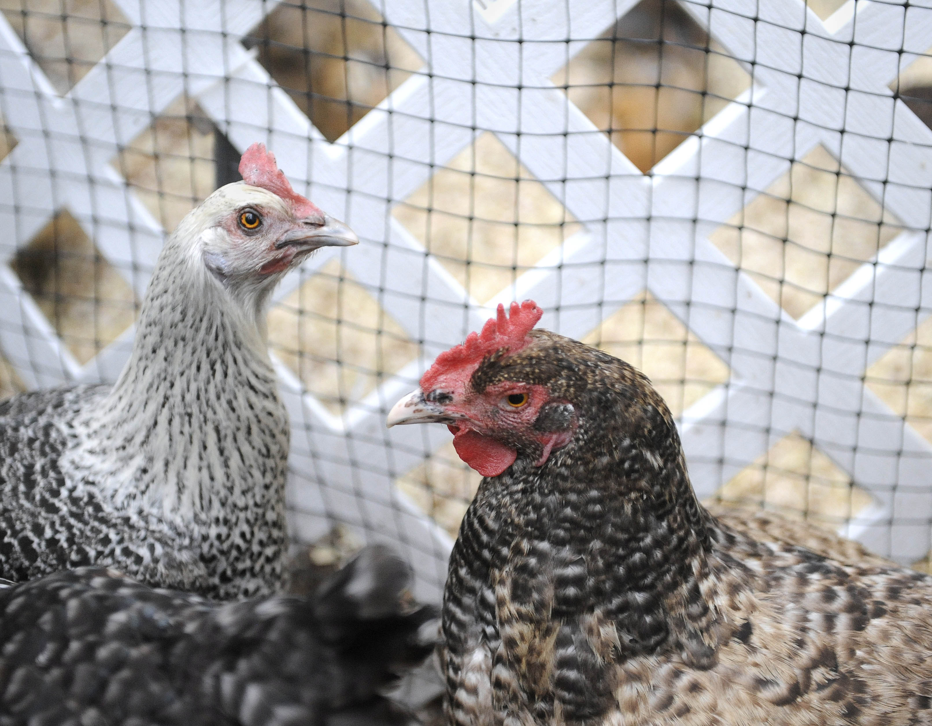 Handy Dandy Chicken Chart