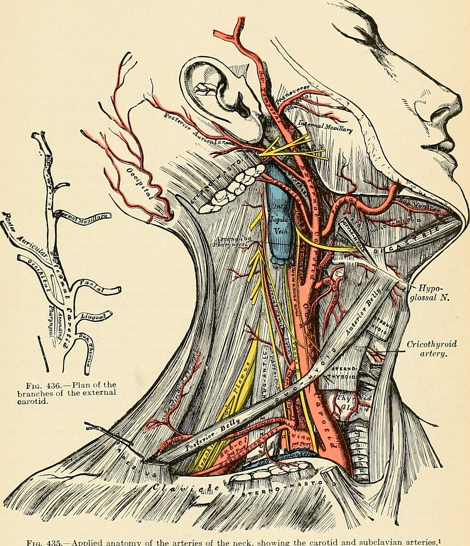 Medical illustration draws on knowledge of anatomy, cell biology, more ...