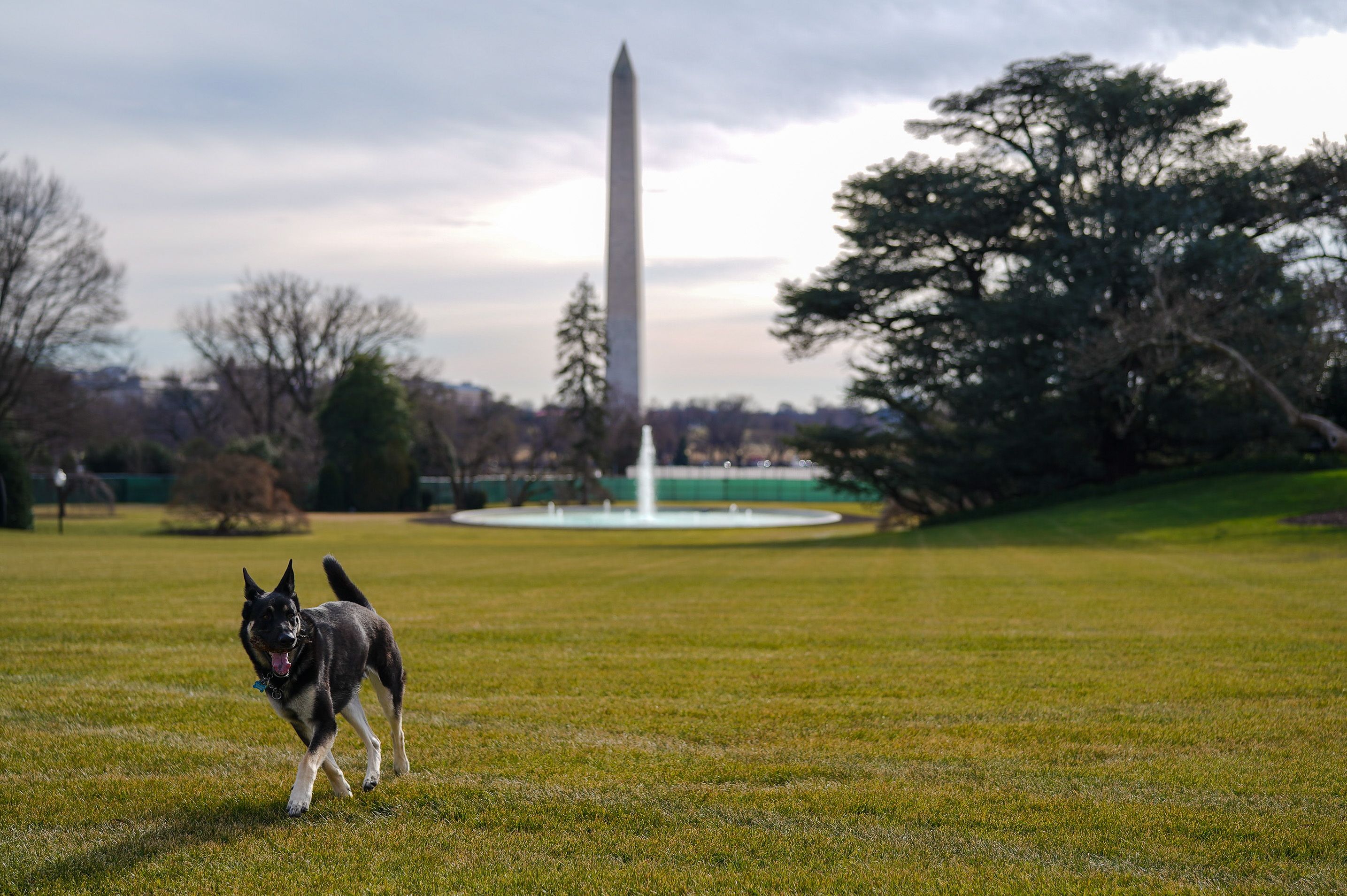 White House dogs: Answers to all your questions - The Washington Post
