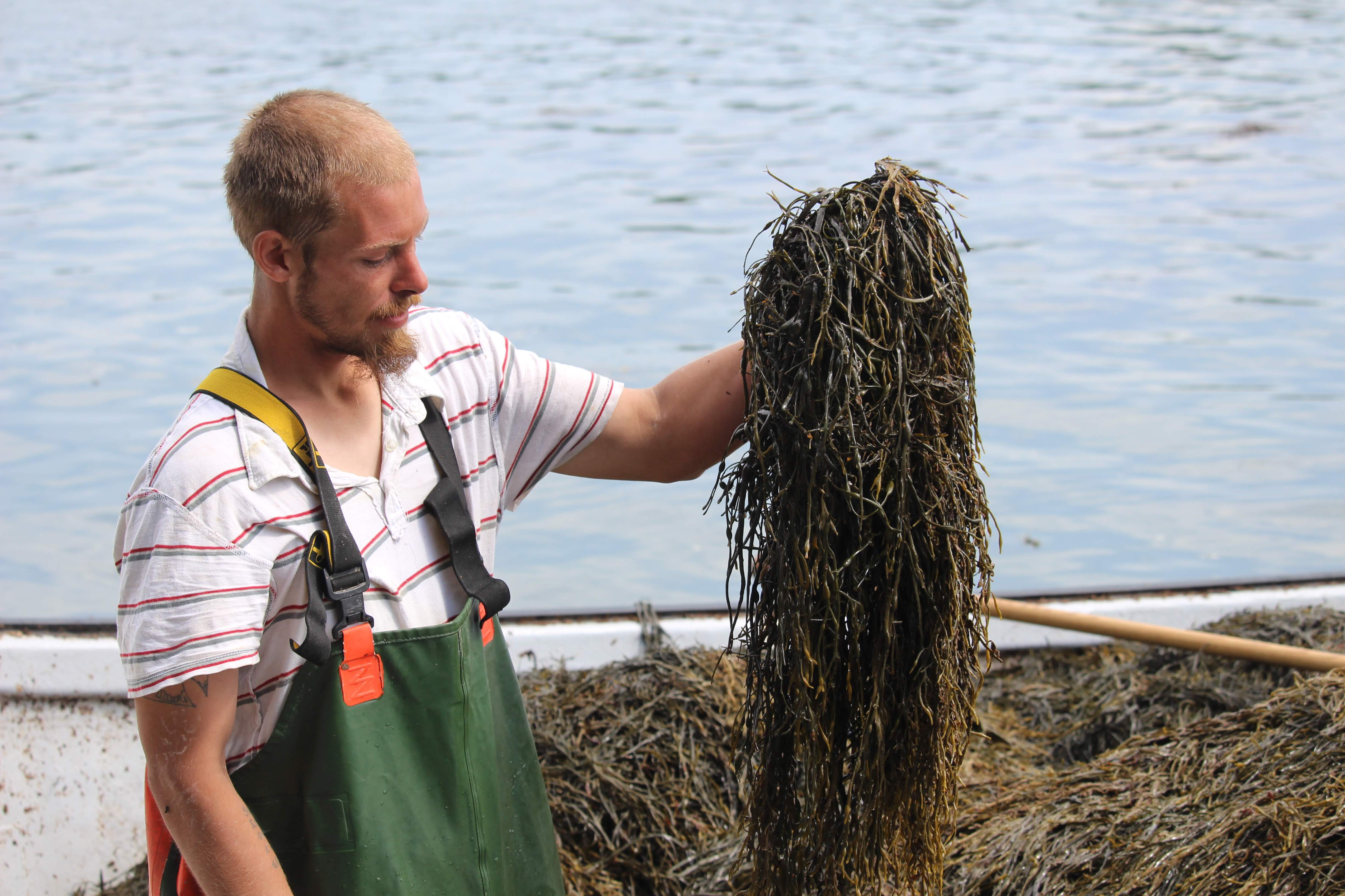 In Maine, a tussle over seaweed – Doug Struck