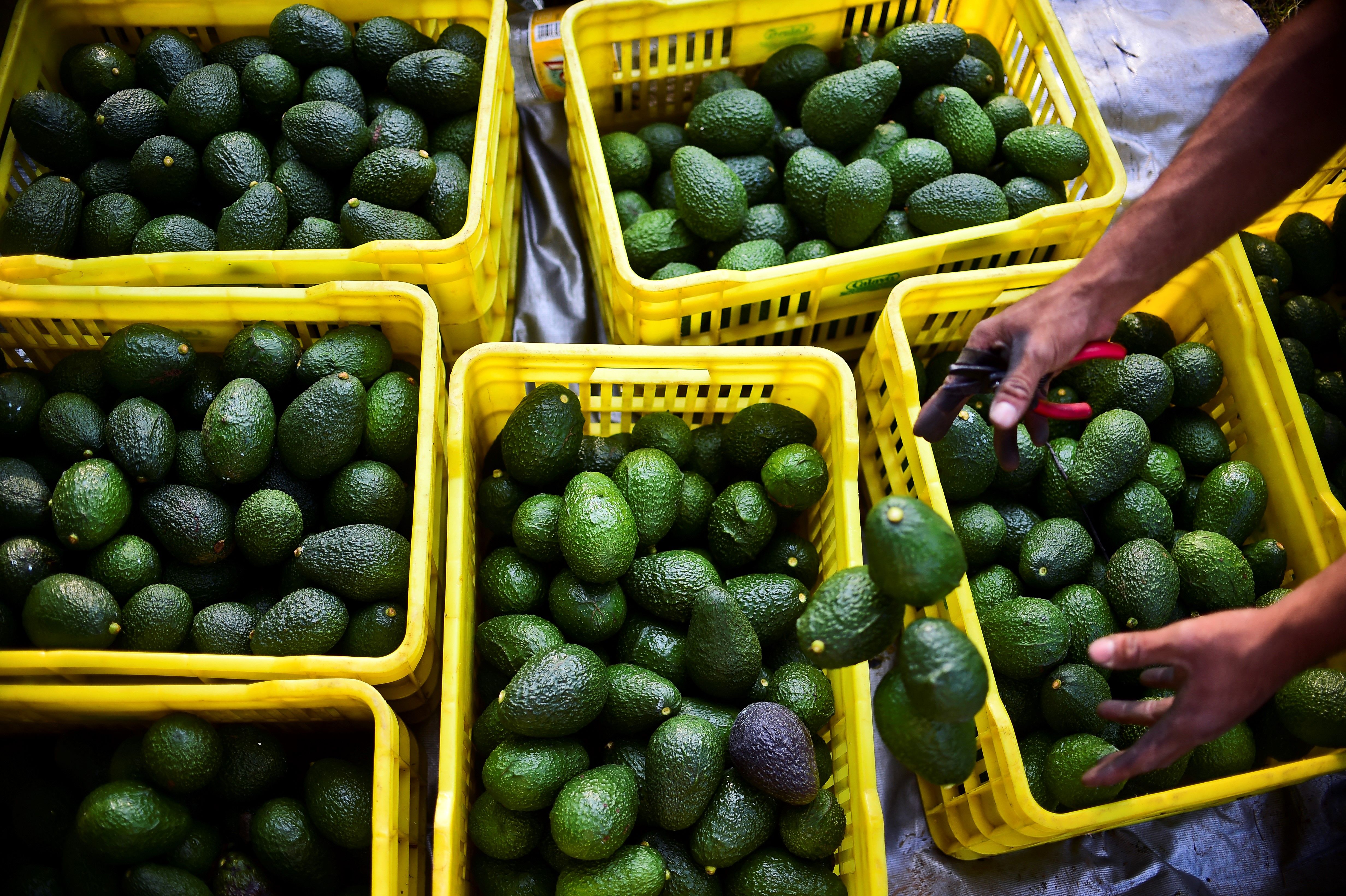 Fairtrade and Equal Exchange can improve environmental problems ...