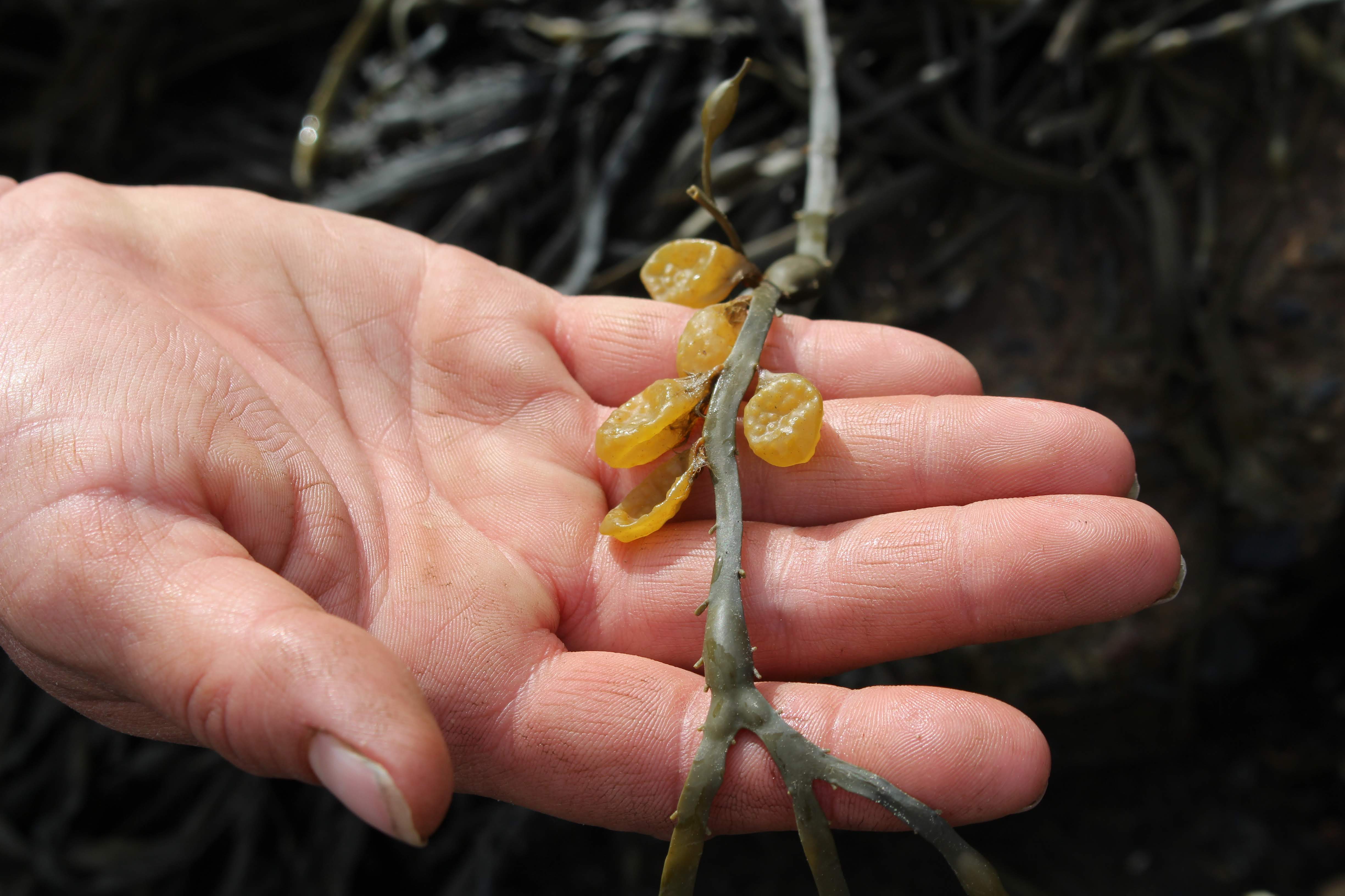 In Maine, a tussle over seaweed – Doug Struck