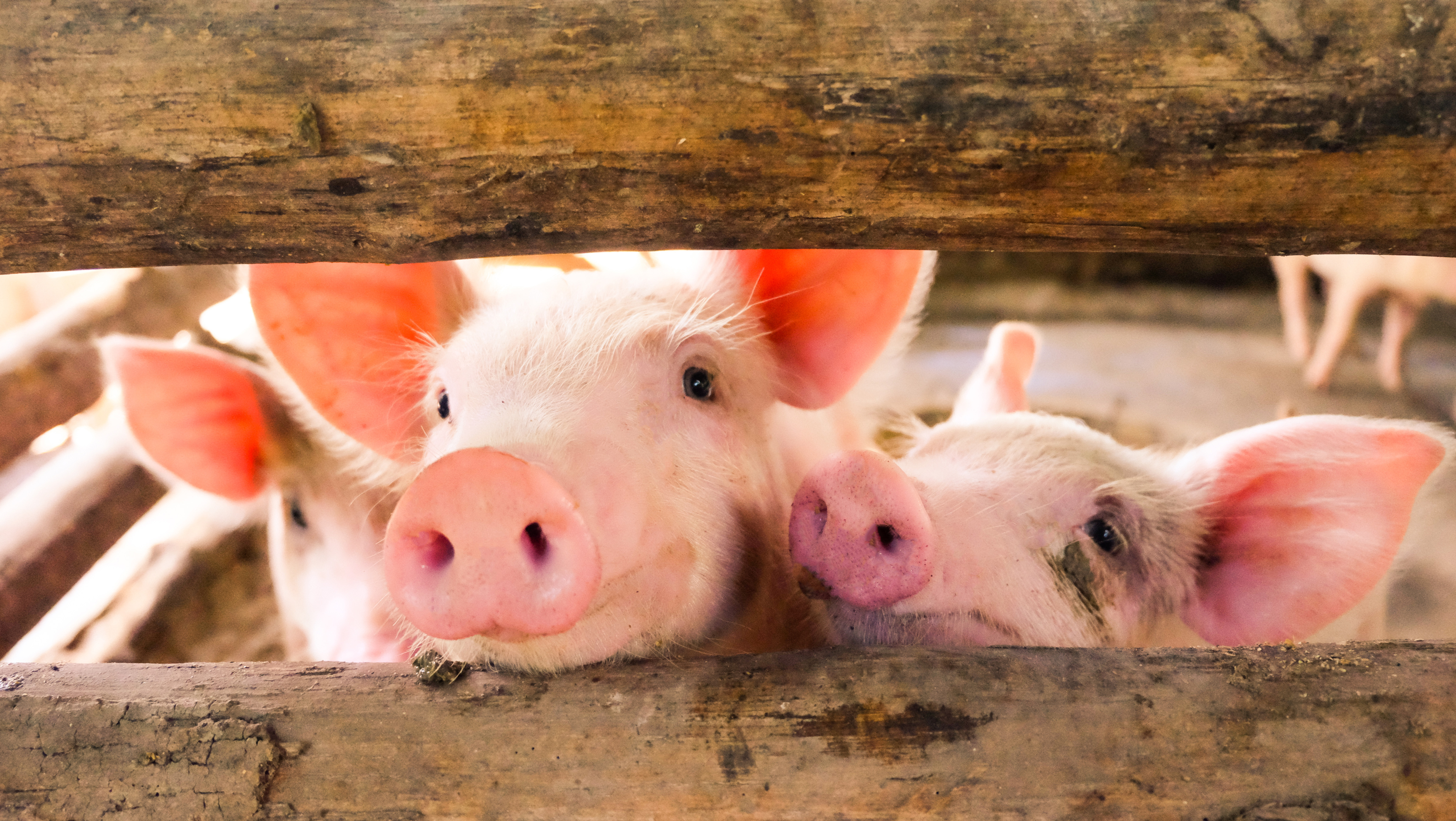 Real Farm Animals Pigs