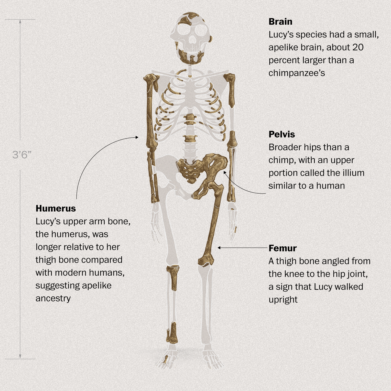Lucy Ethiopia Skeleton Lucy Ethiopia A Concise Story Of The Absurd